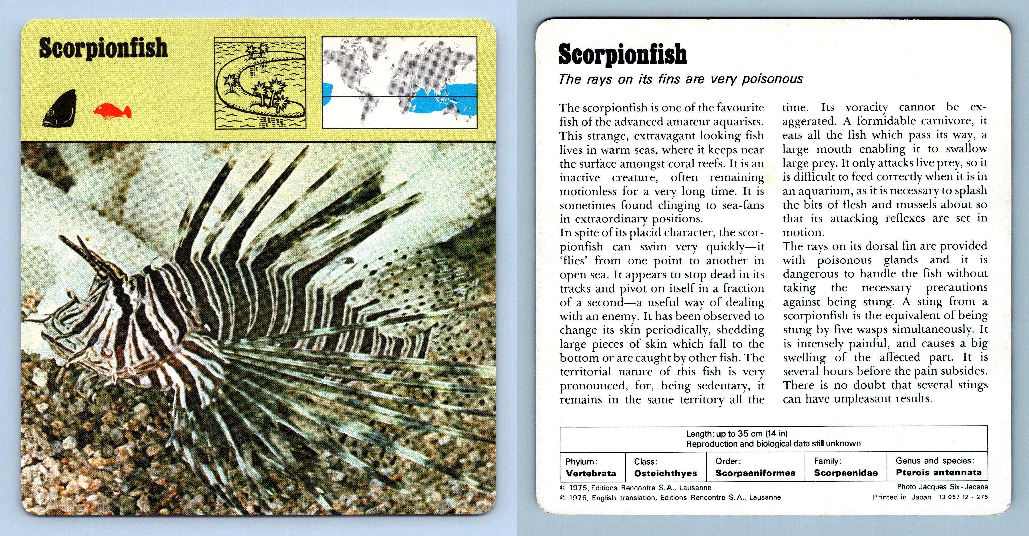 Scorpionfish - Bony Fish / Osteichthyes - 1970's Rencontre Safari ...