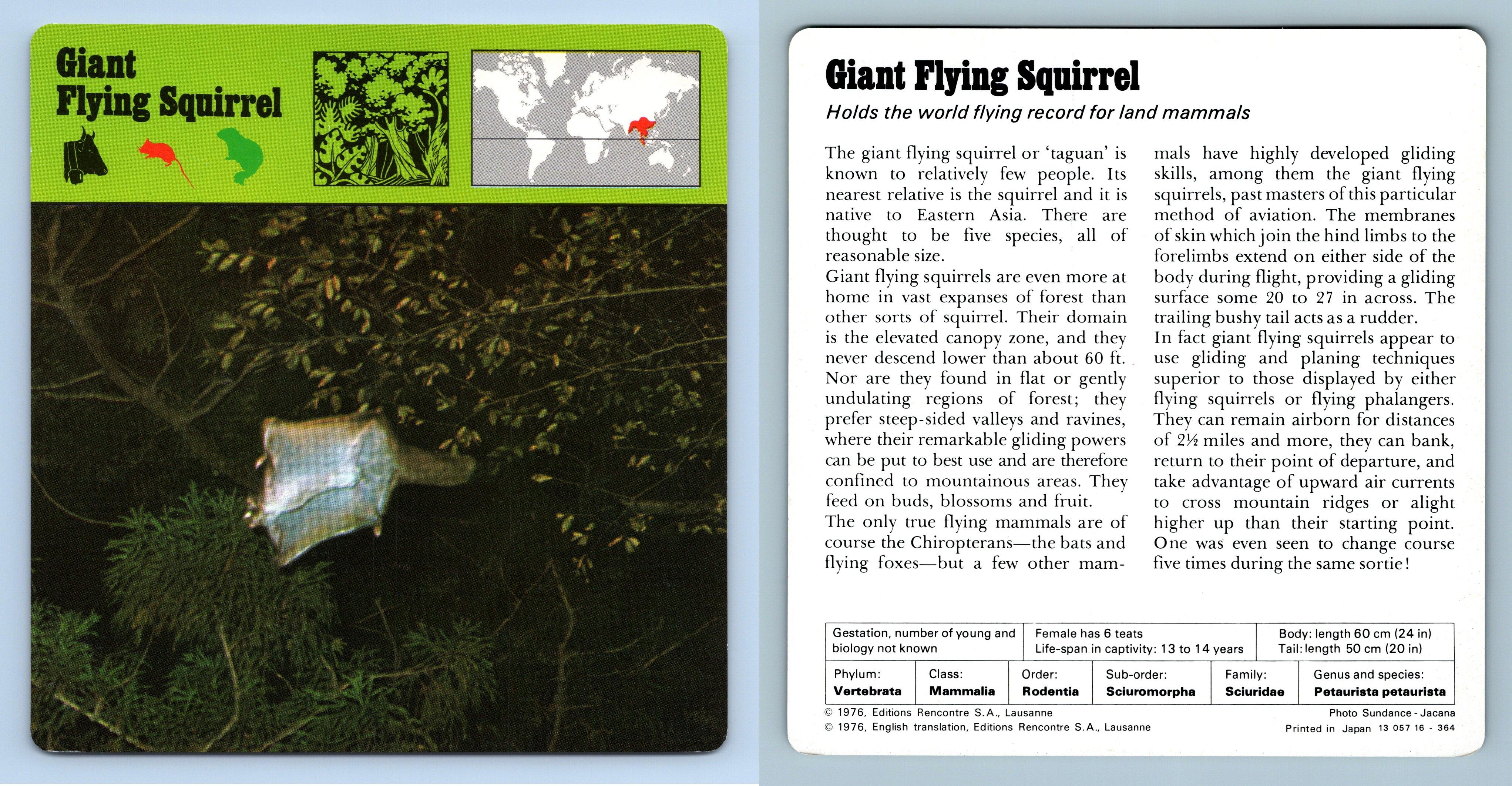 Giant Flying Squirrel - Mammals - 1970's Rencontre Safari Wildlife Card
