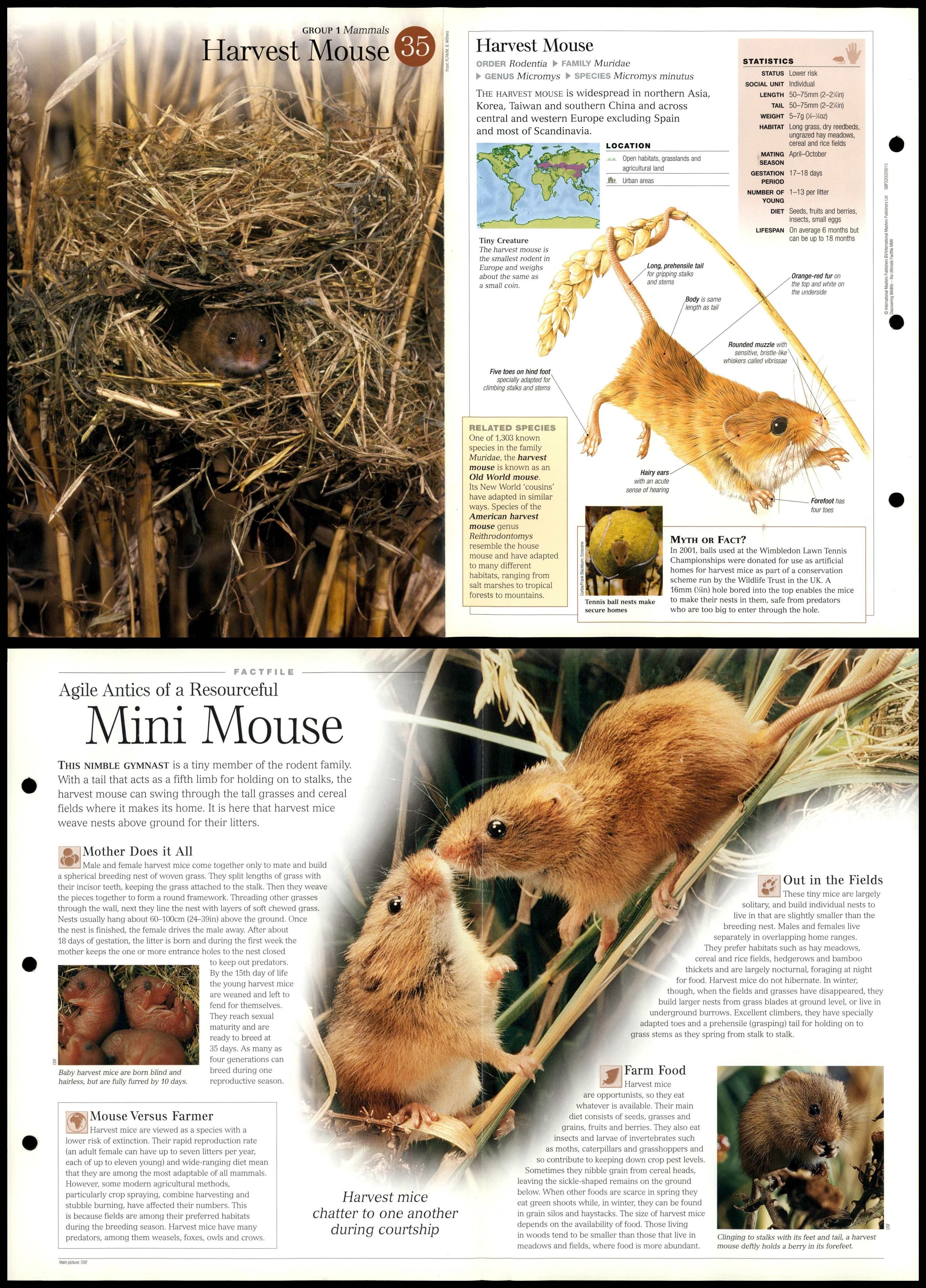 Harvest Mouse #35 Mammals - Discovering Wildlife Fact File Fold-Out Card