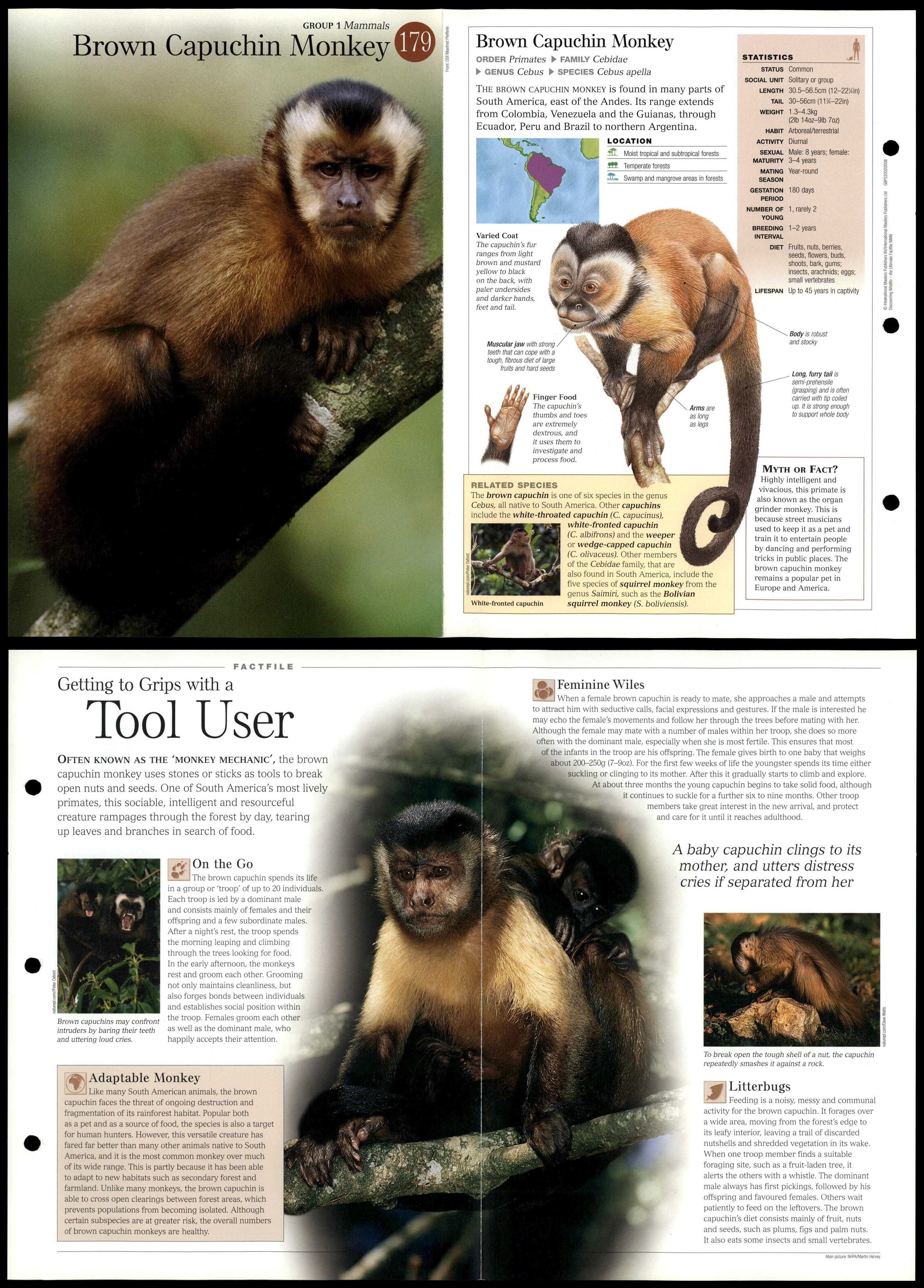 Brown Capuchin Monkey #179 Mammals - Discovering Wildlife Fact File Card