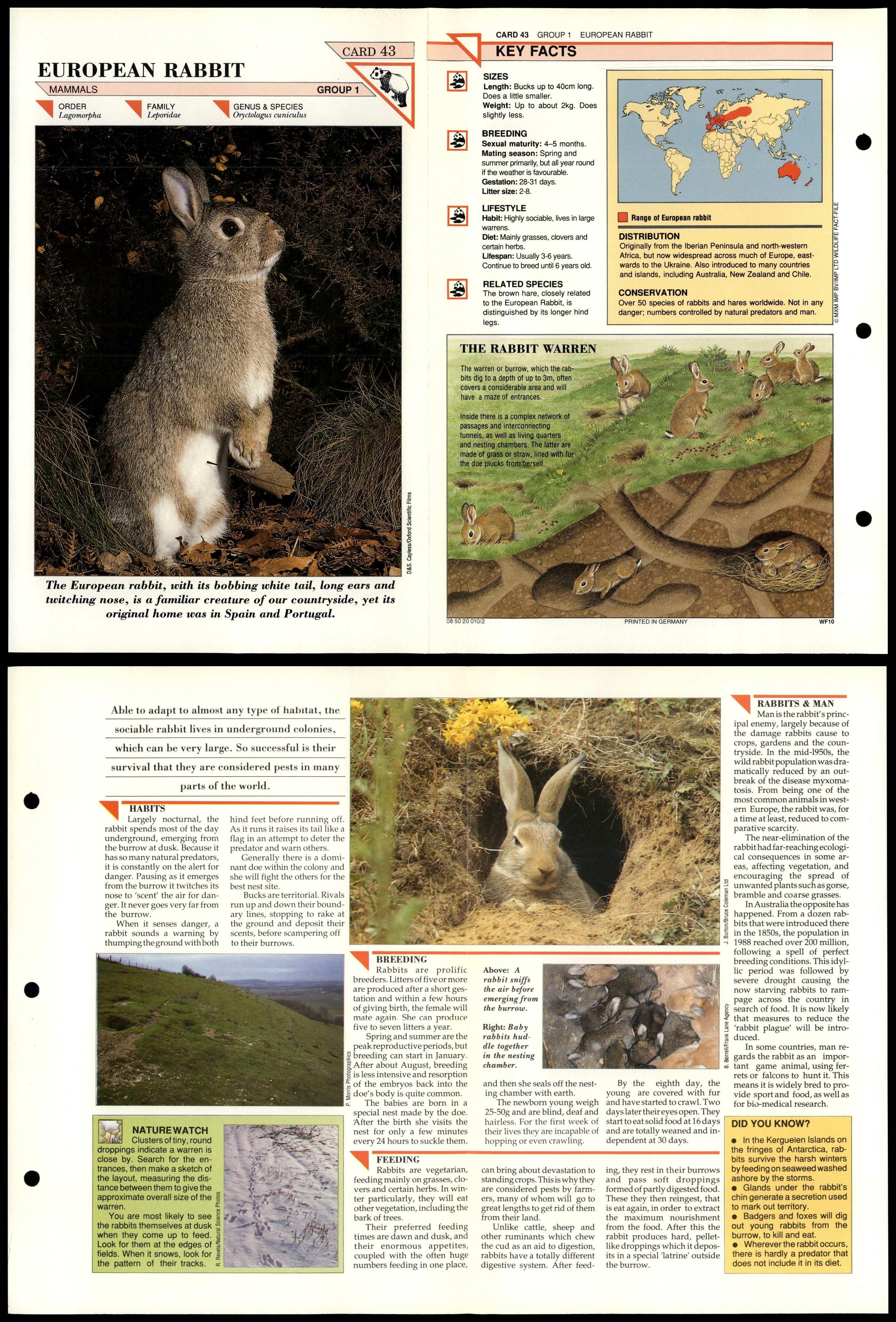 EUROPEAN RABBIT #43 Mammals Wildlife Fact File Fold-Out Card £1.99 ...