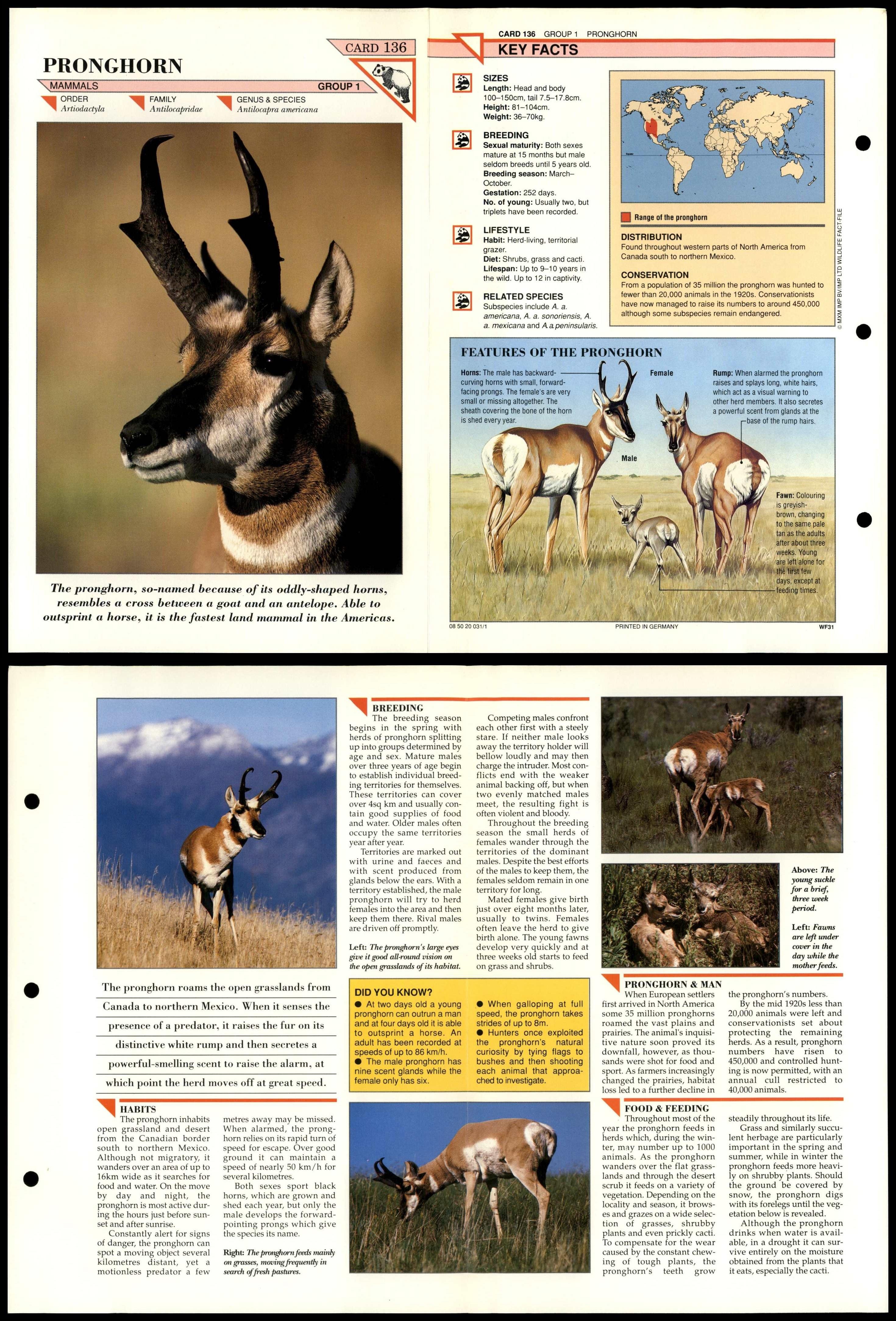 Pronghorn #136 Mammals Wildlife Fact File Fold-Out Card