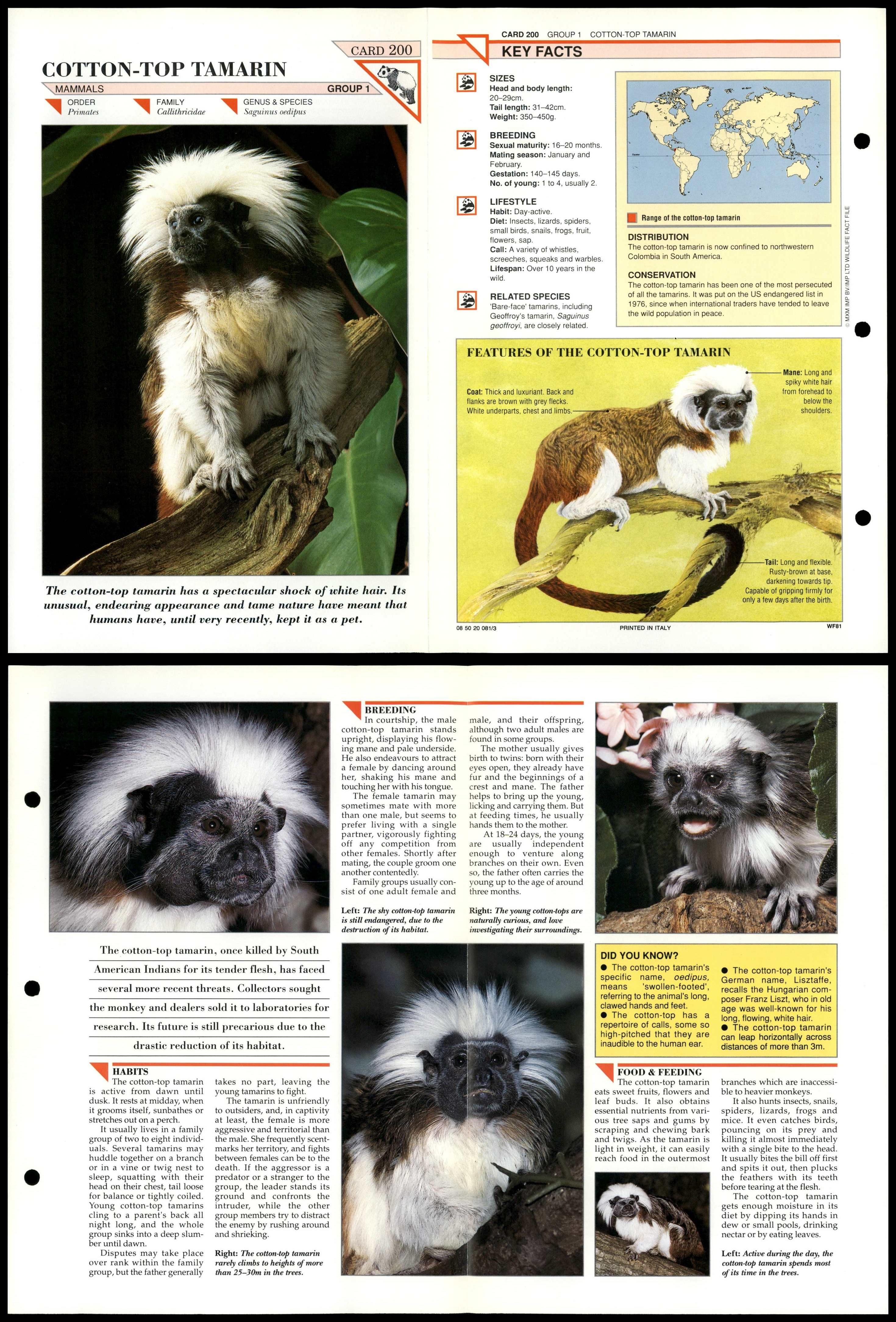 Cotton-Top Tamarin #200 Mammals Wildlife Fact File Fold-Out Card