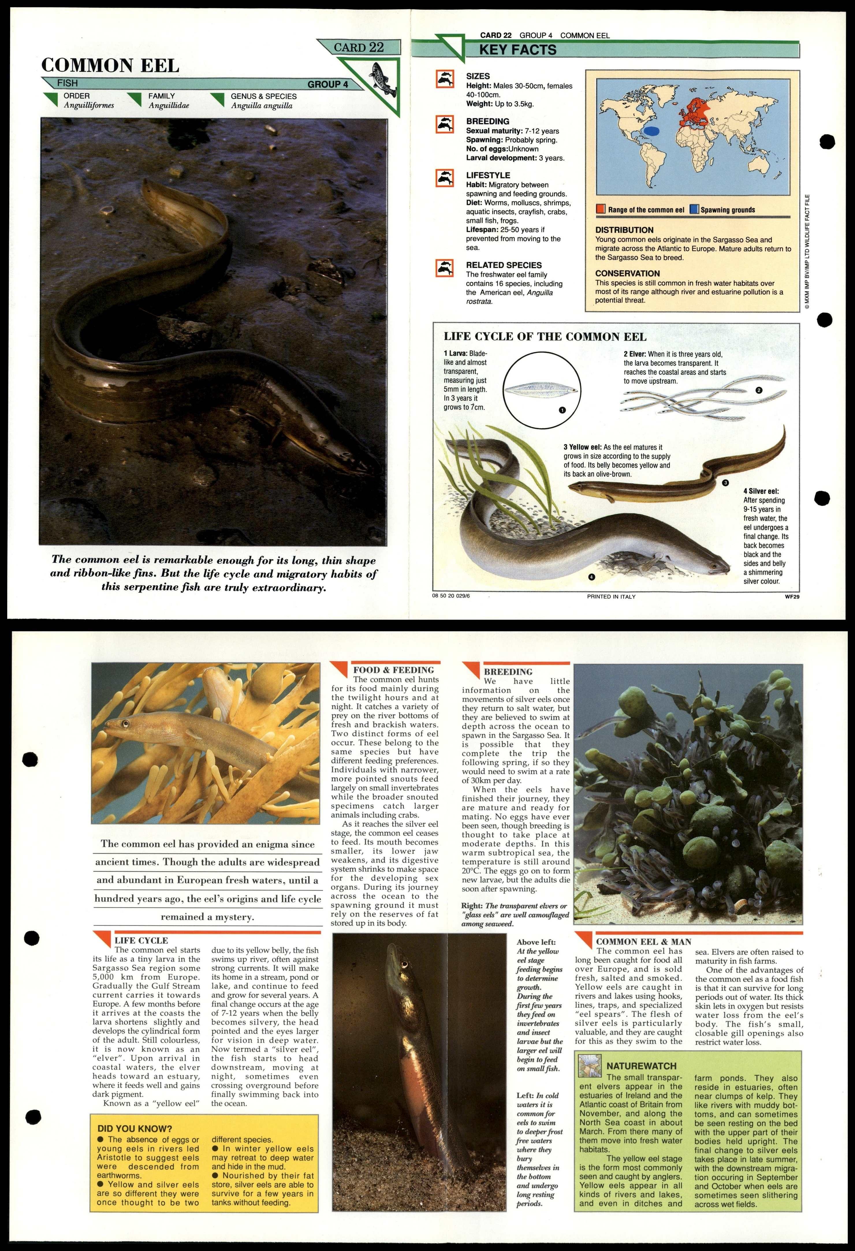 Common Eel #22 Fish Wildlife Fact File Fold-Out Card