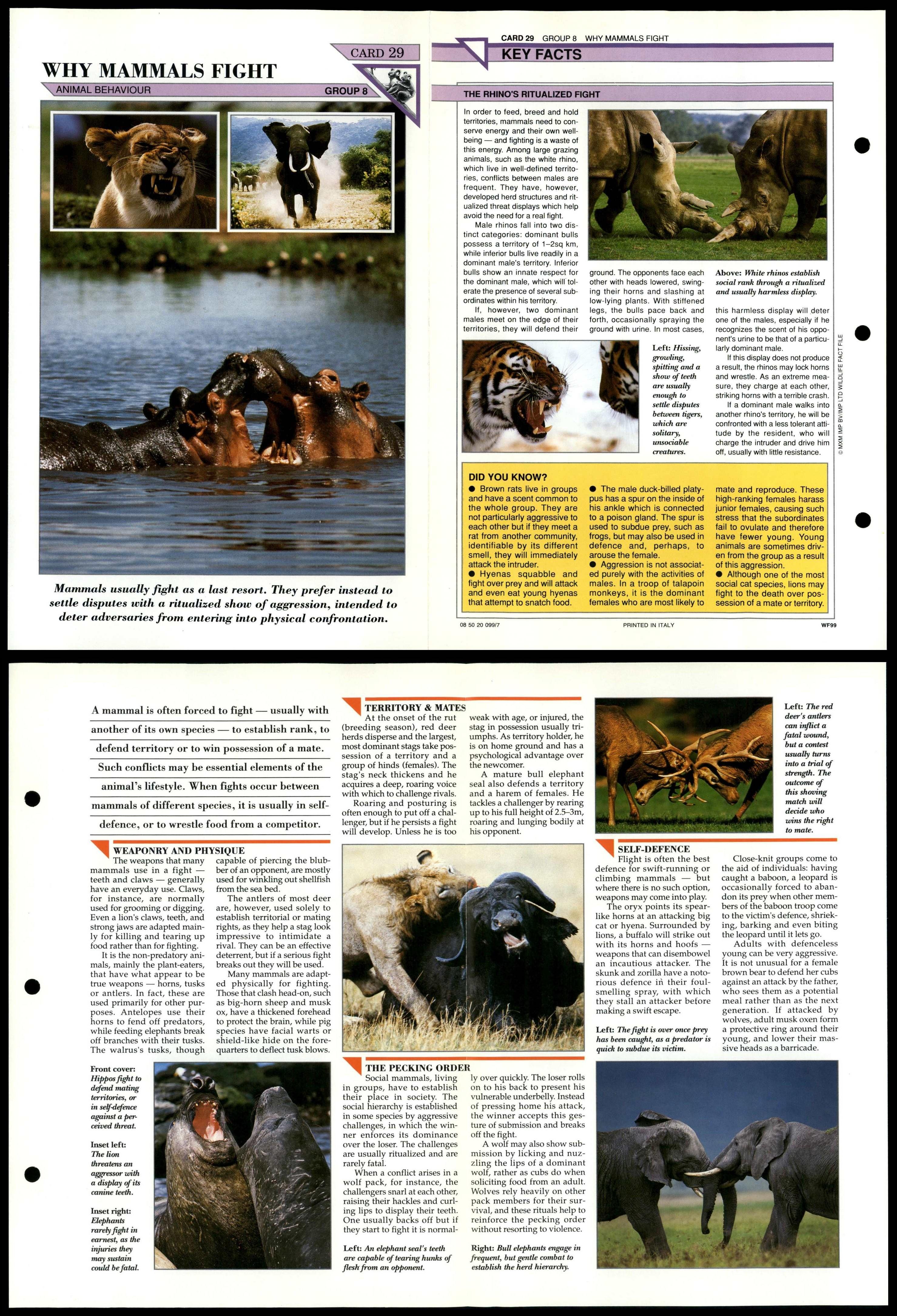 Why Mammals Fight #29 Behaviour Wildlife Fact File Fold-Out Card