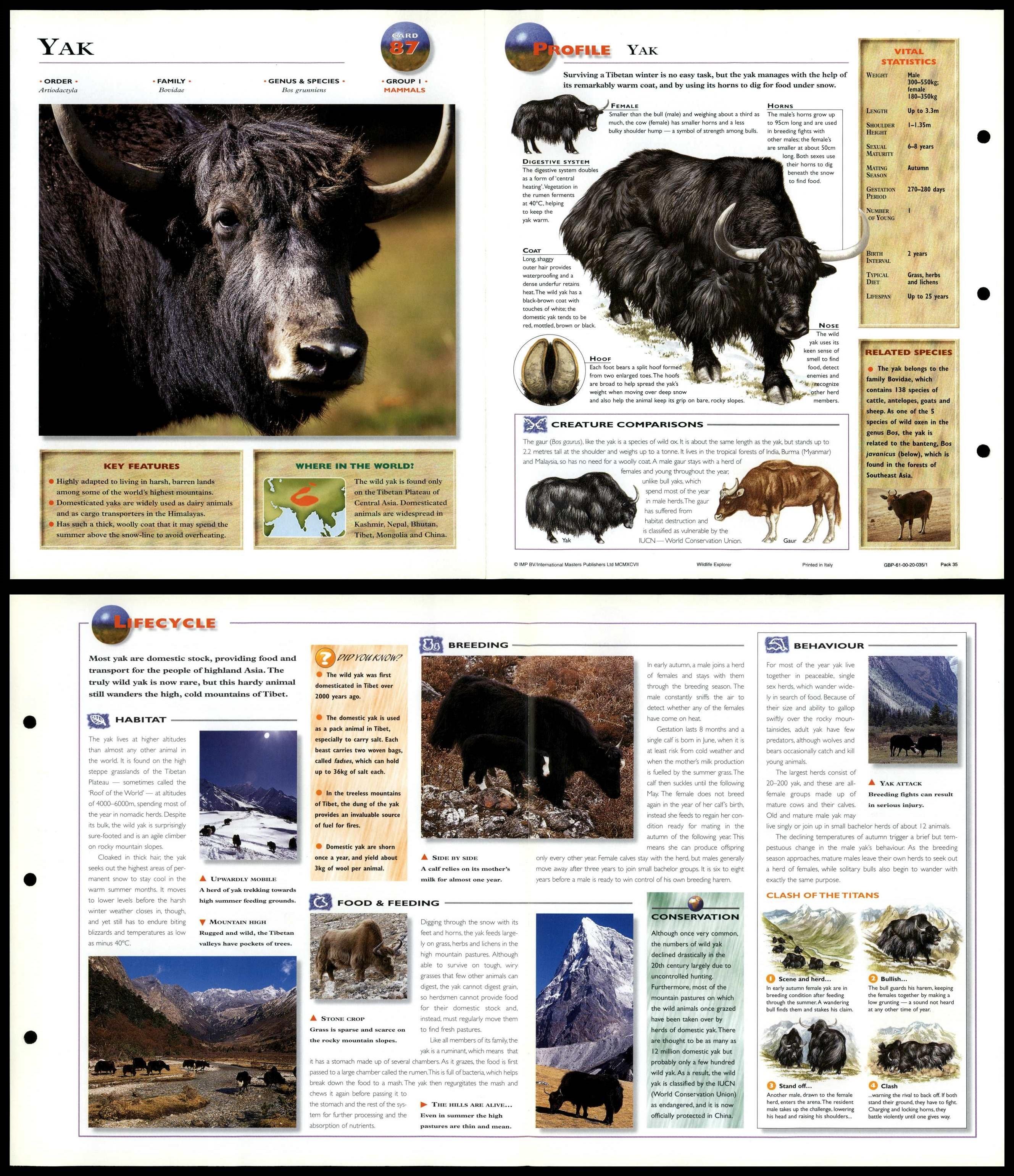 Yak #87 Mammals - Wildlife Explorer Fold-Out Card