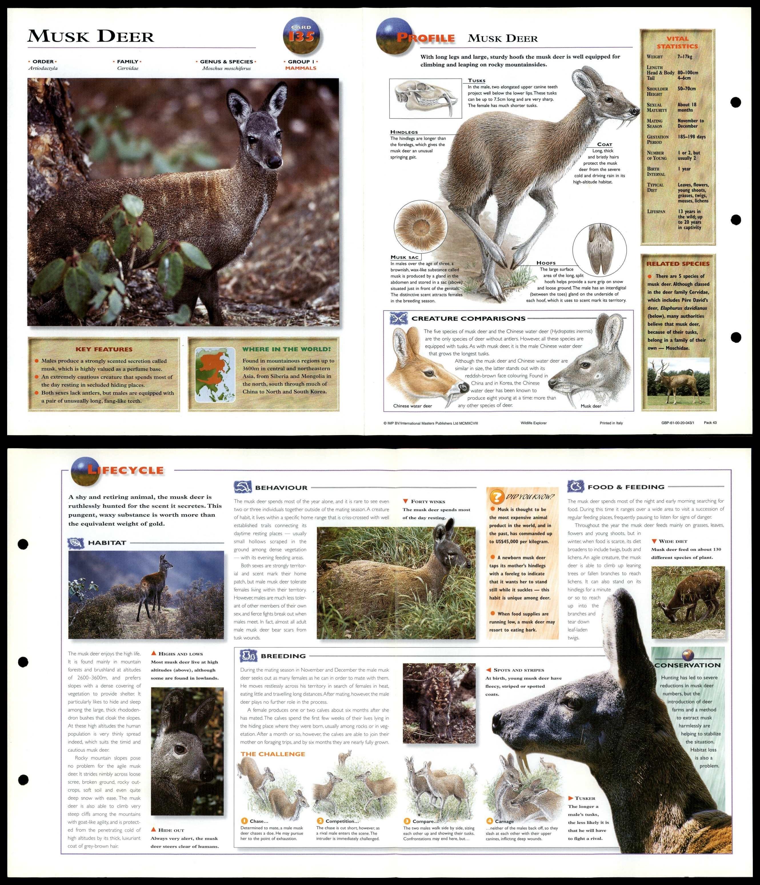 Musk Deer #135 Mammals - Wildlife Explorer Fold-Out Card