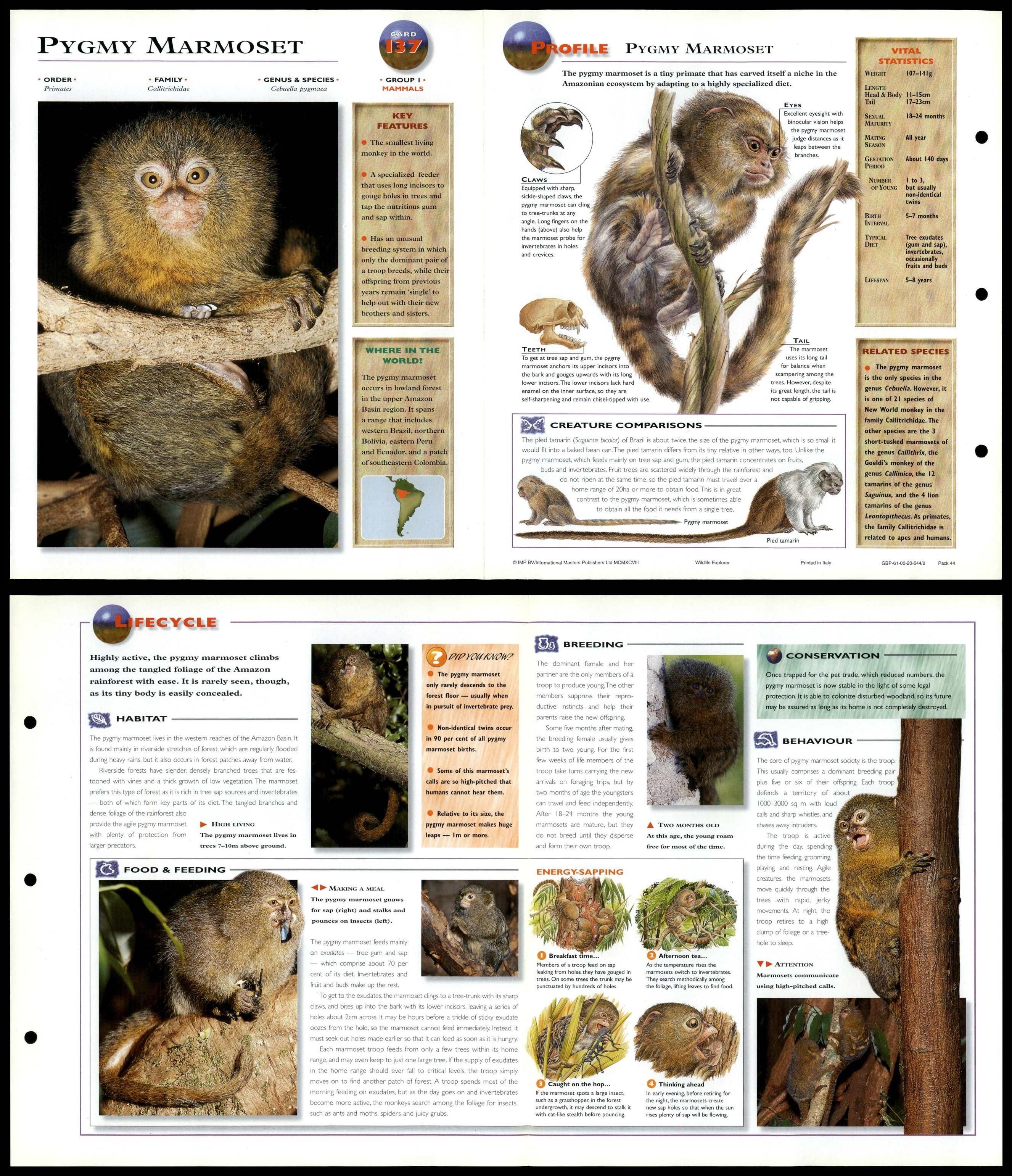 Pygmy Marmoset #137 Mammals - Wildlife Explorer Fold-Out Card
