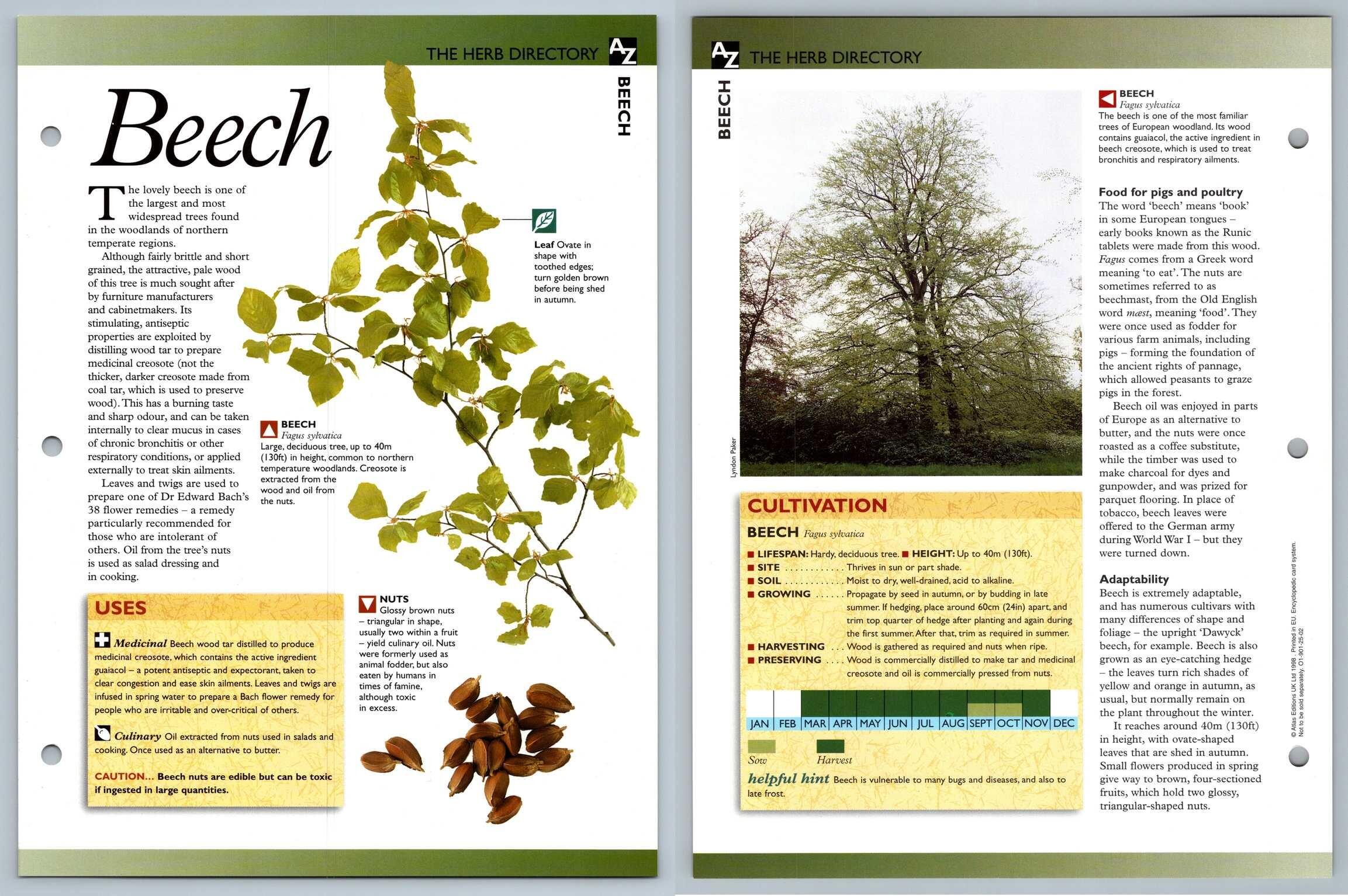 Beech - Directory - Secret World Of Herbs Fact File Card