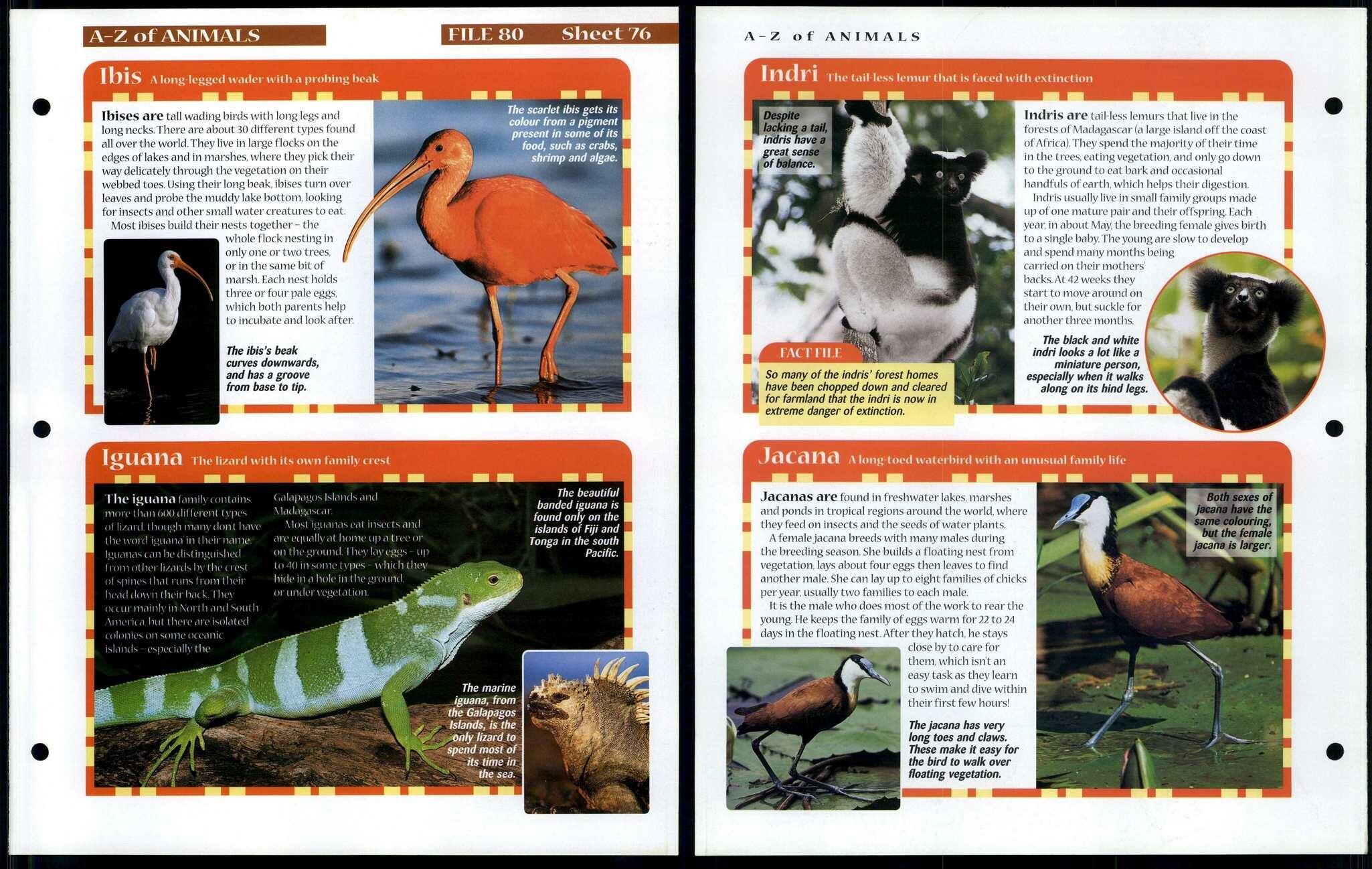 Ibis - Jacana #76 A-Z Animals, Animals, Animals Fact File Page