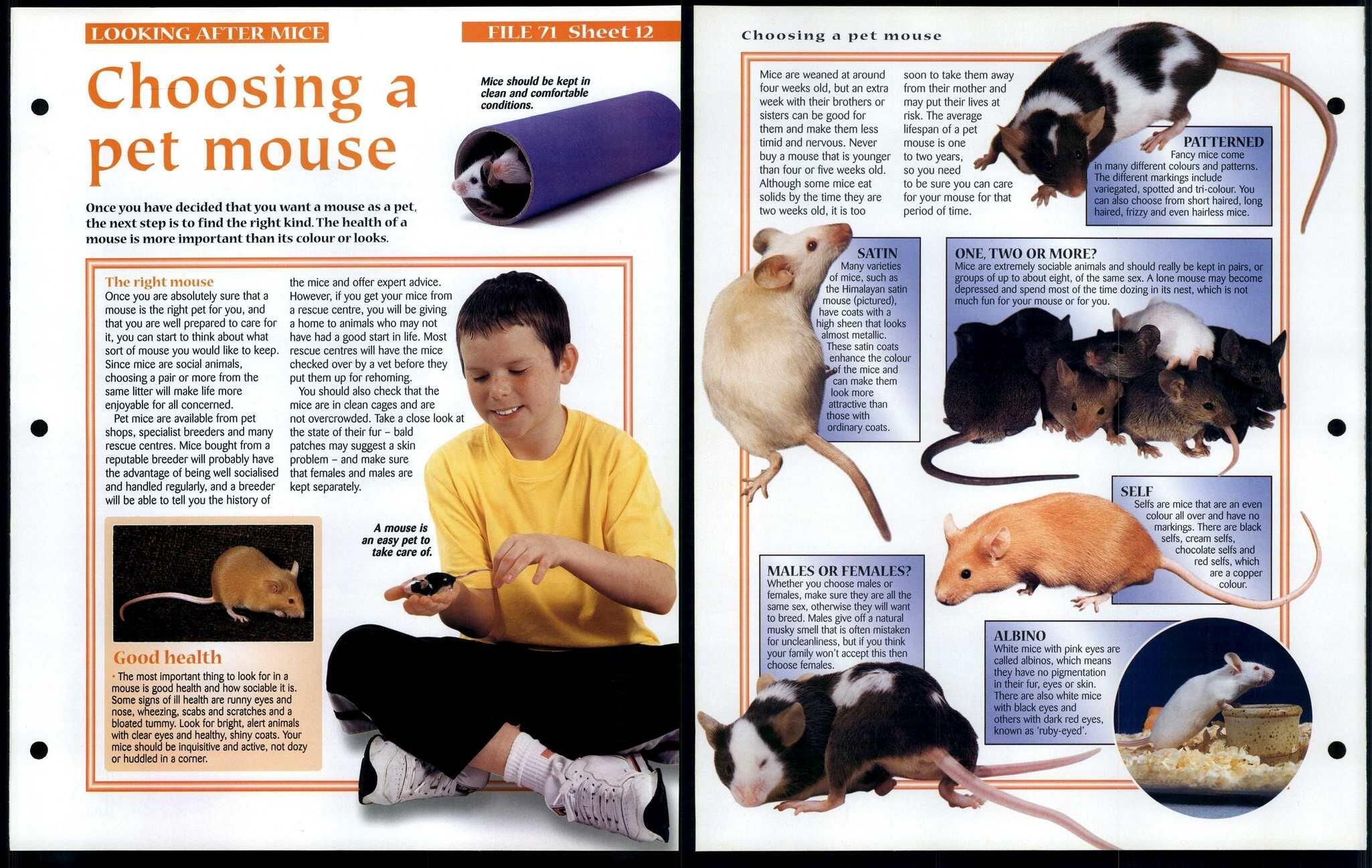Choosing A Mouse #12 Looking After Animals, Animals, Animals Fact File Page