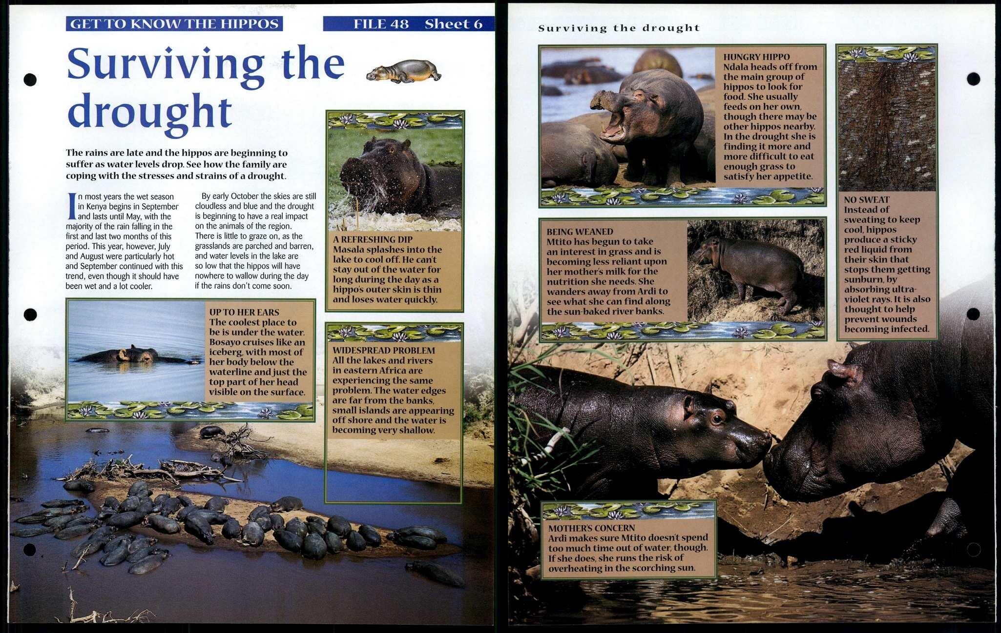 Surviving Drought #6 Get To Know Animals, Animals, Animals Fact File Page