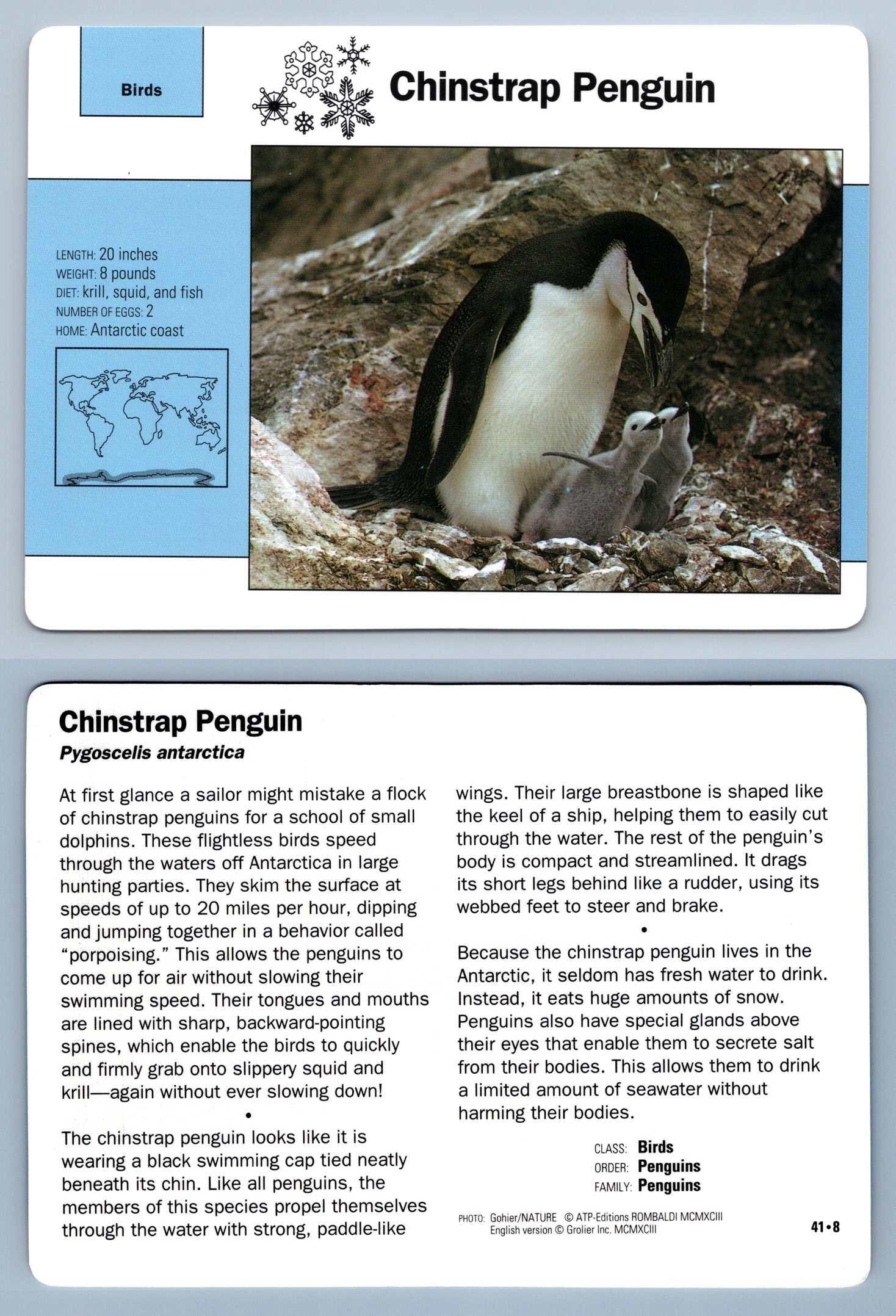 Chinstrap Penguin #41.8 Birds - Grolier Wildlife Adventure Card