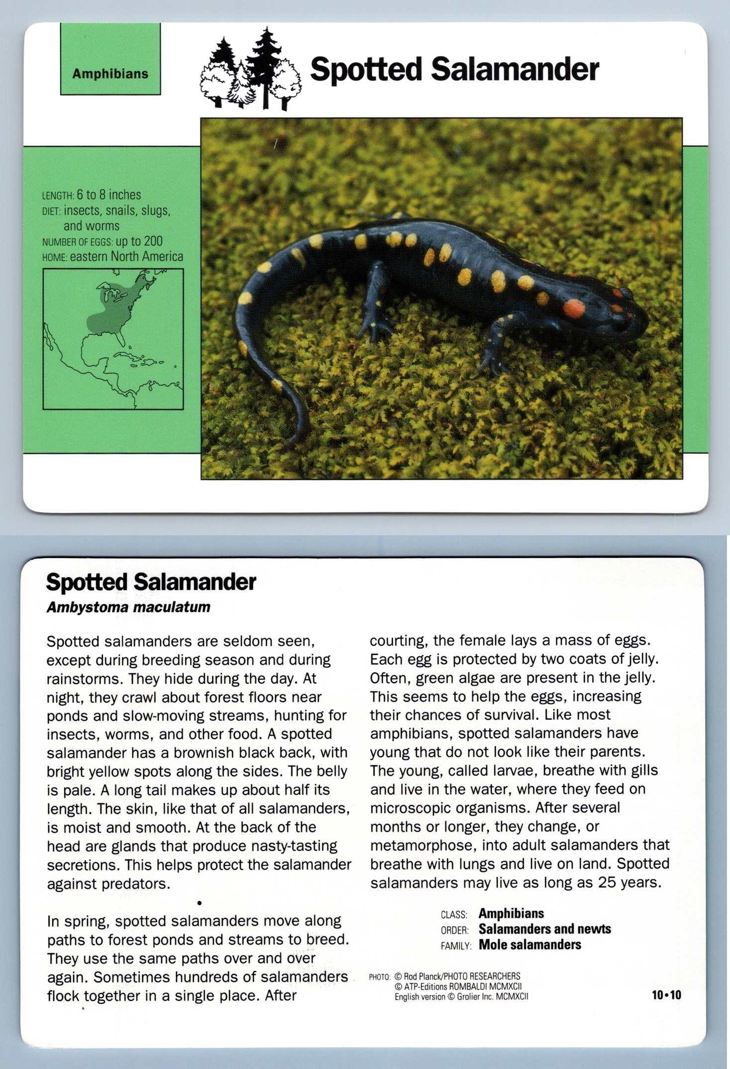 Spotted Salamander #10.10 - Amphibians - Grolier Wildlife Adventure Card