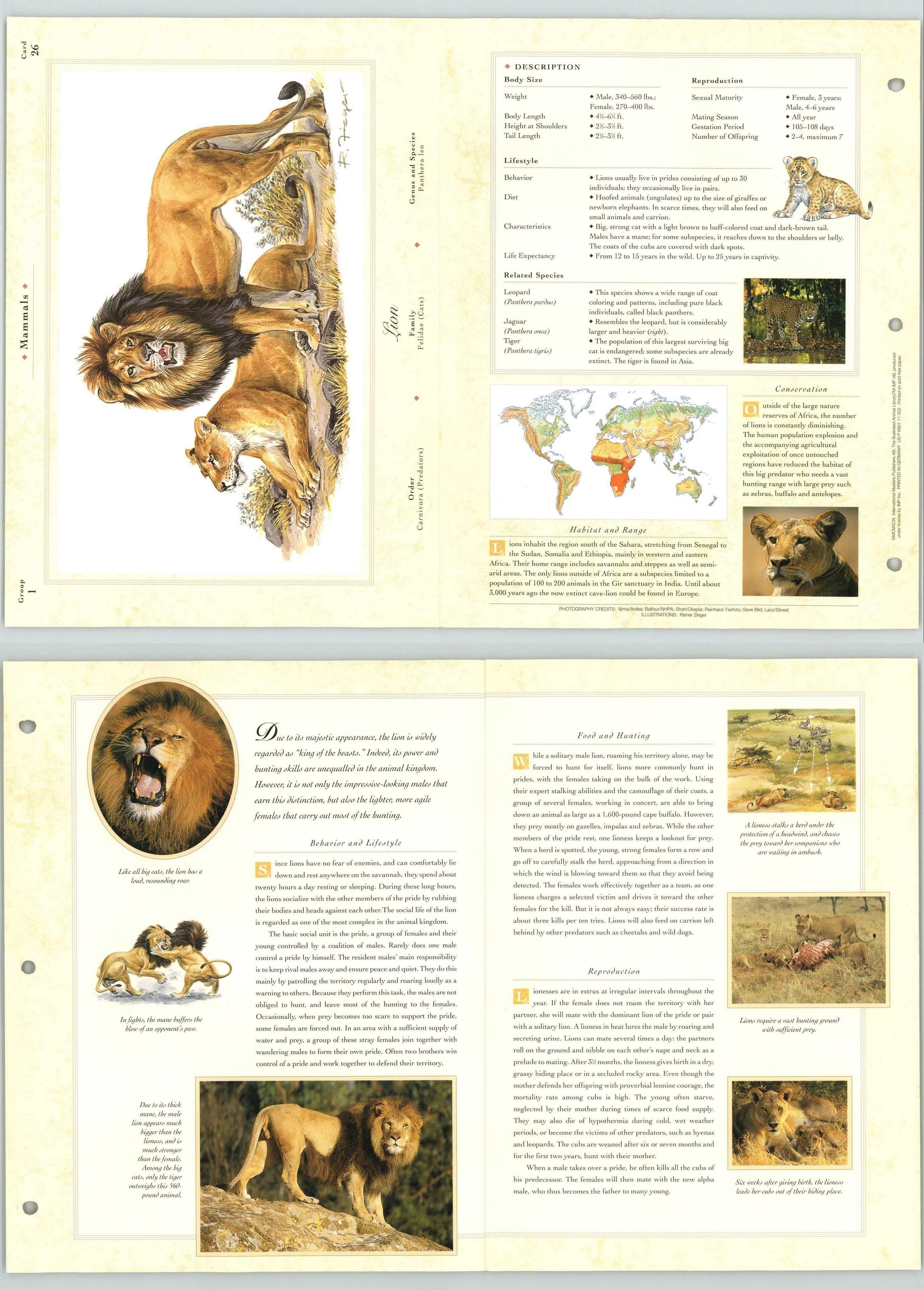 Lion #26 Mammals - The Illustrated Animal Library Fold-out Page & Print
