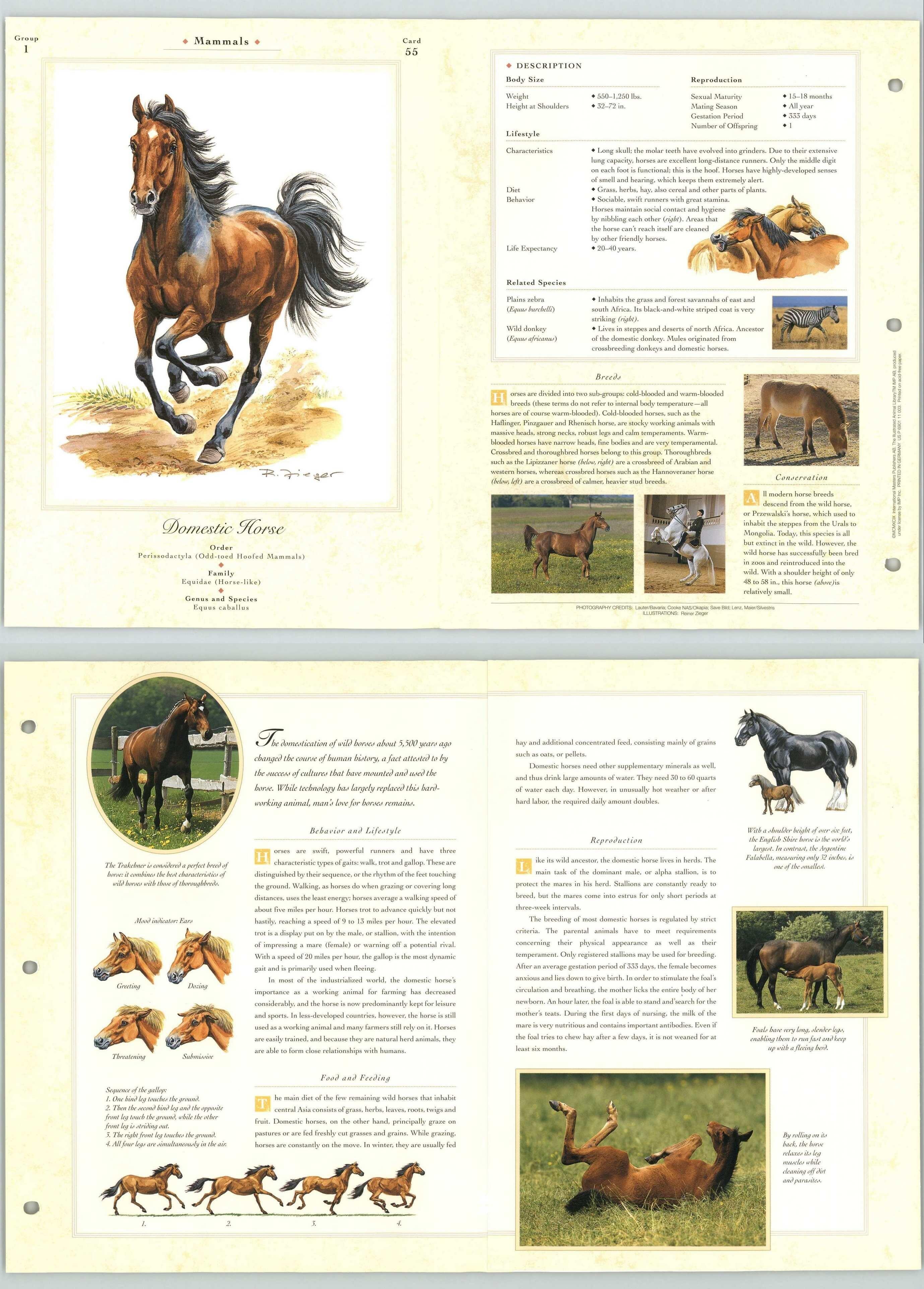 Domestic Horse #55 Mammals - The Illustrated Animal Library Fold-out ...