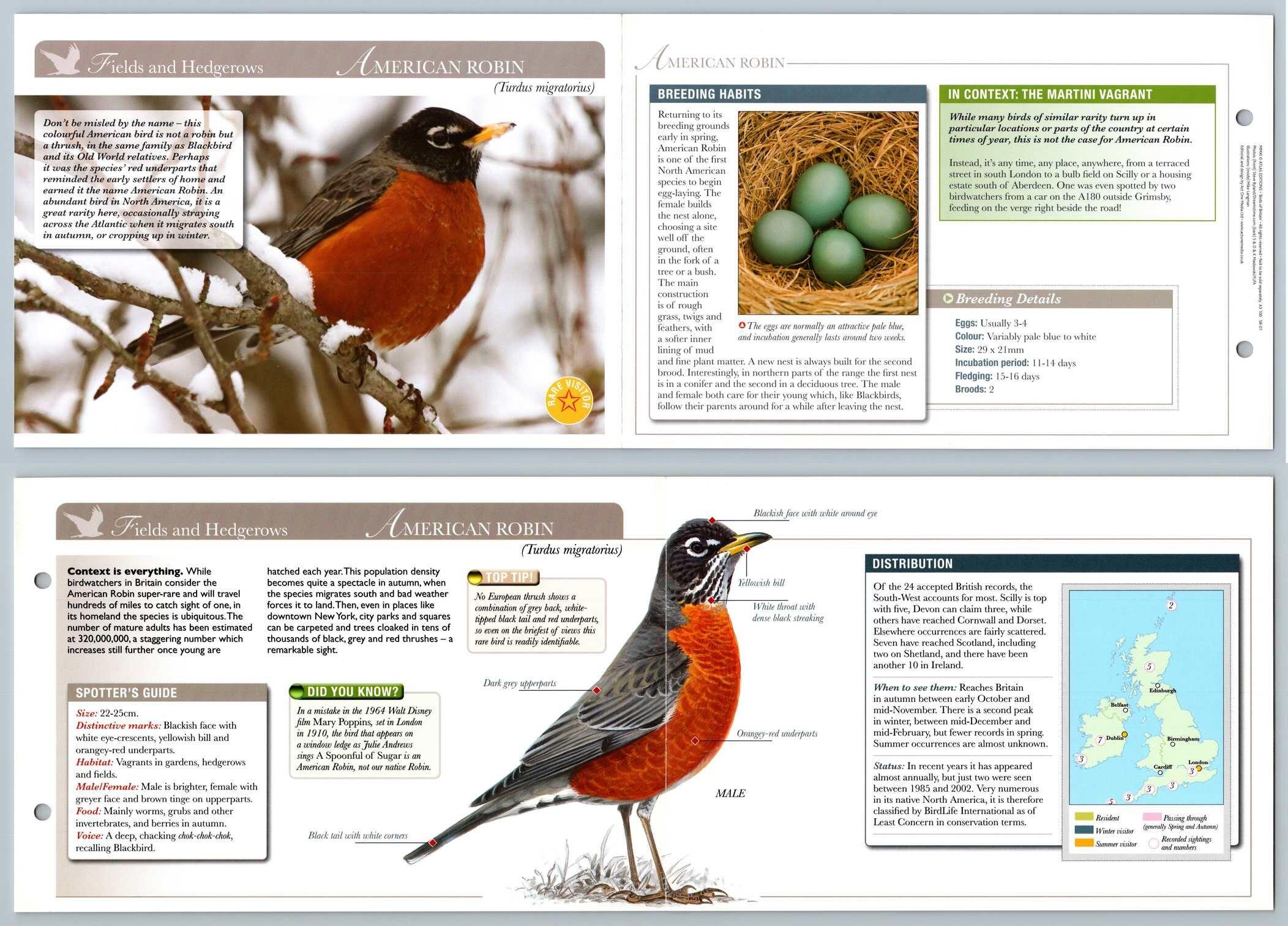 American Robin - Fields - Birds Of Britain Atlas Editions Fold Out Card