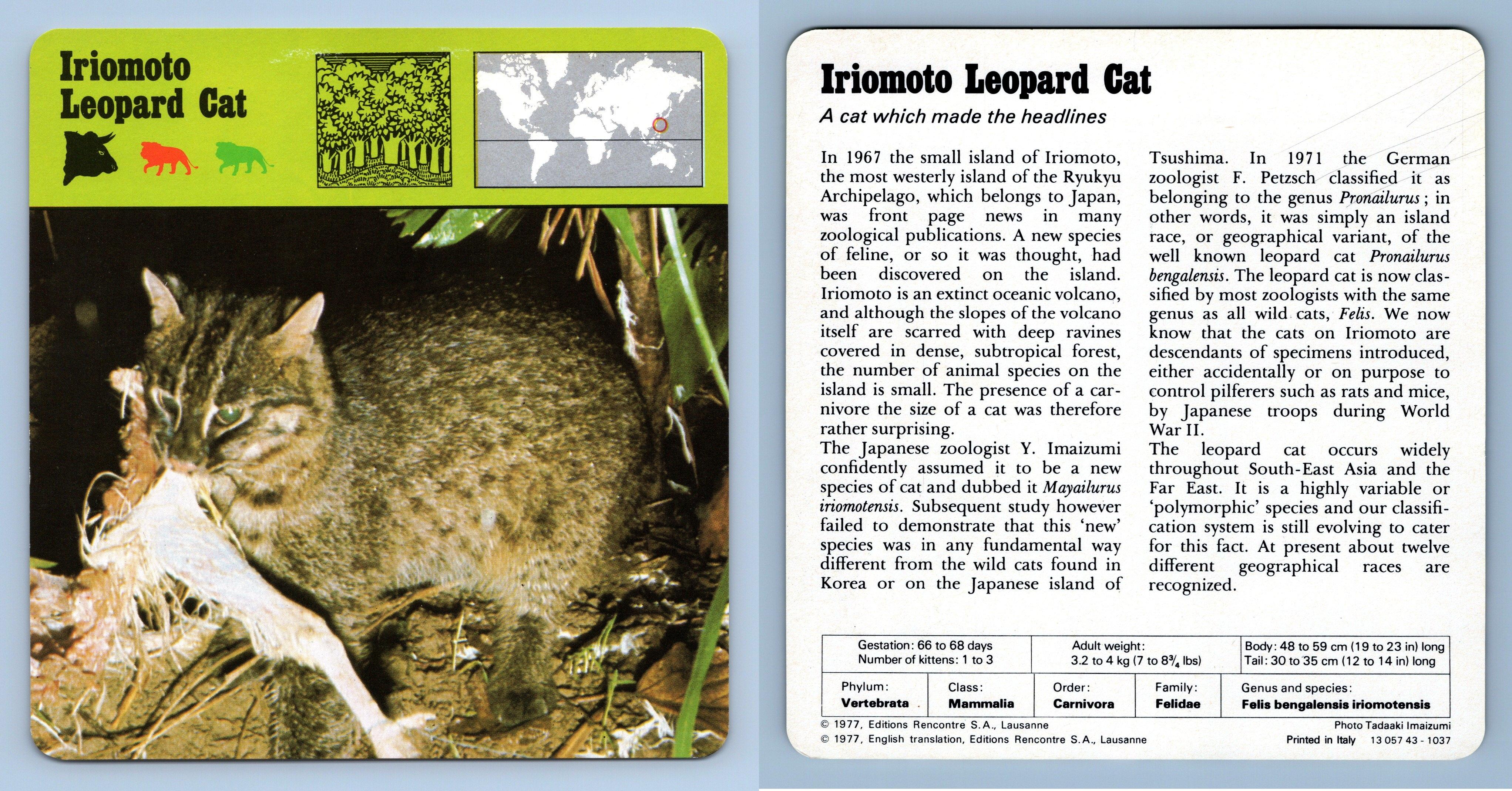 Iriomoto Leopard Cat - Mammals - 1970's Rencontre Safari Wildlife Card