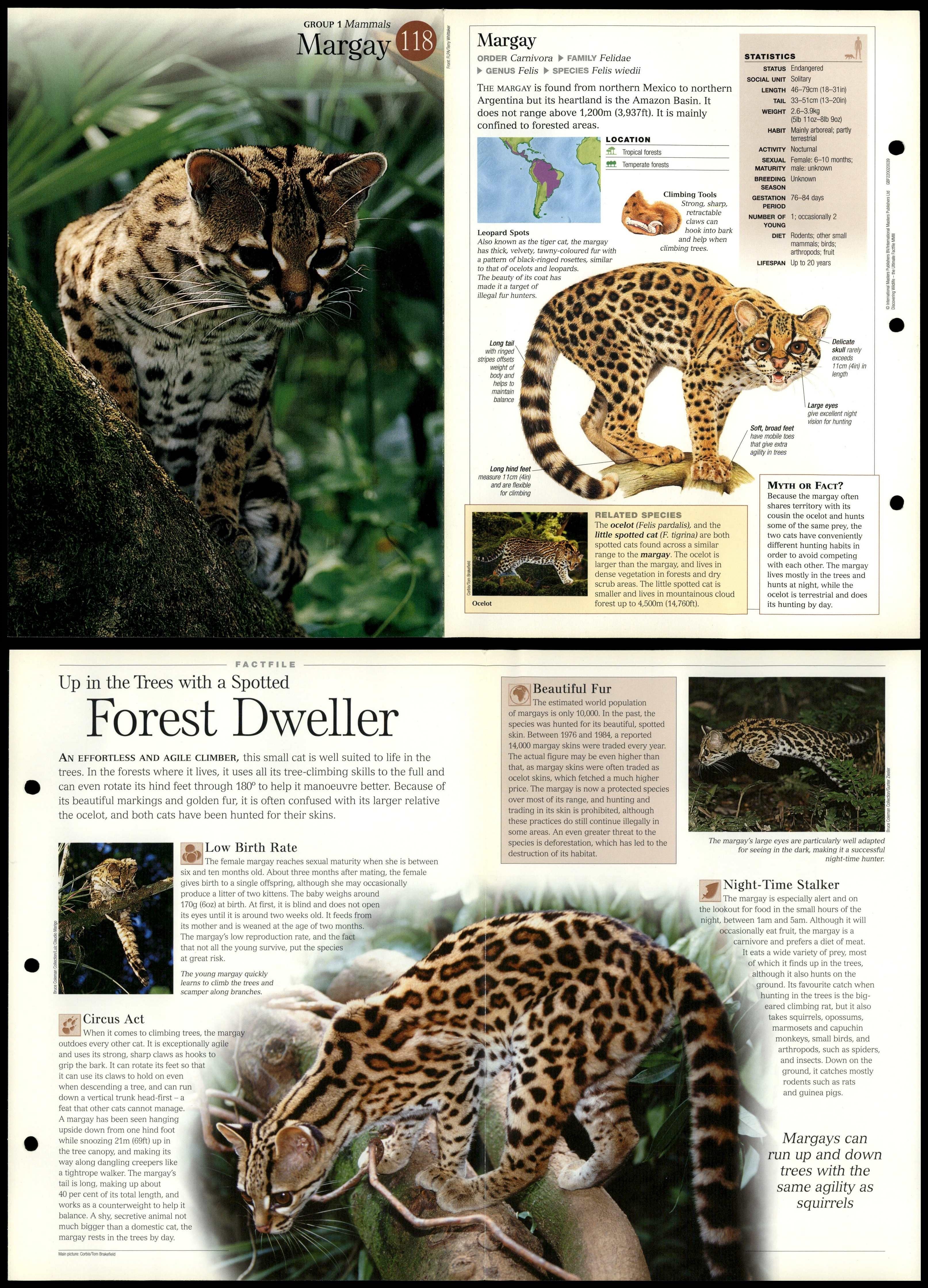 Margay #118 Mammals - Discovering Wildlife Fact File Fold-Out Card