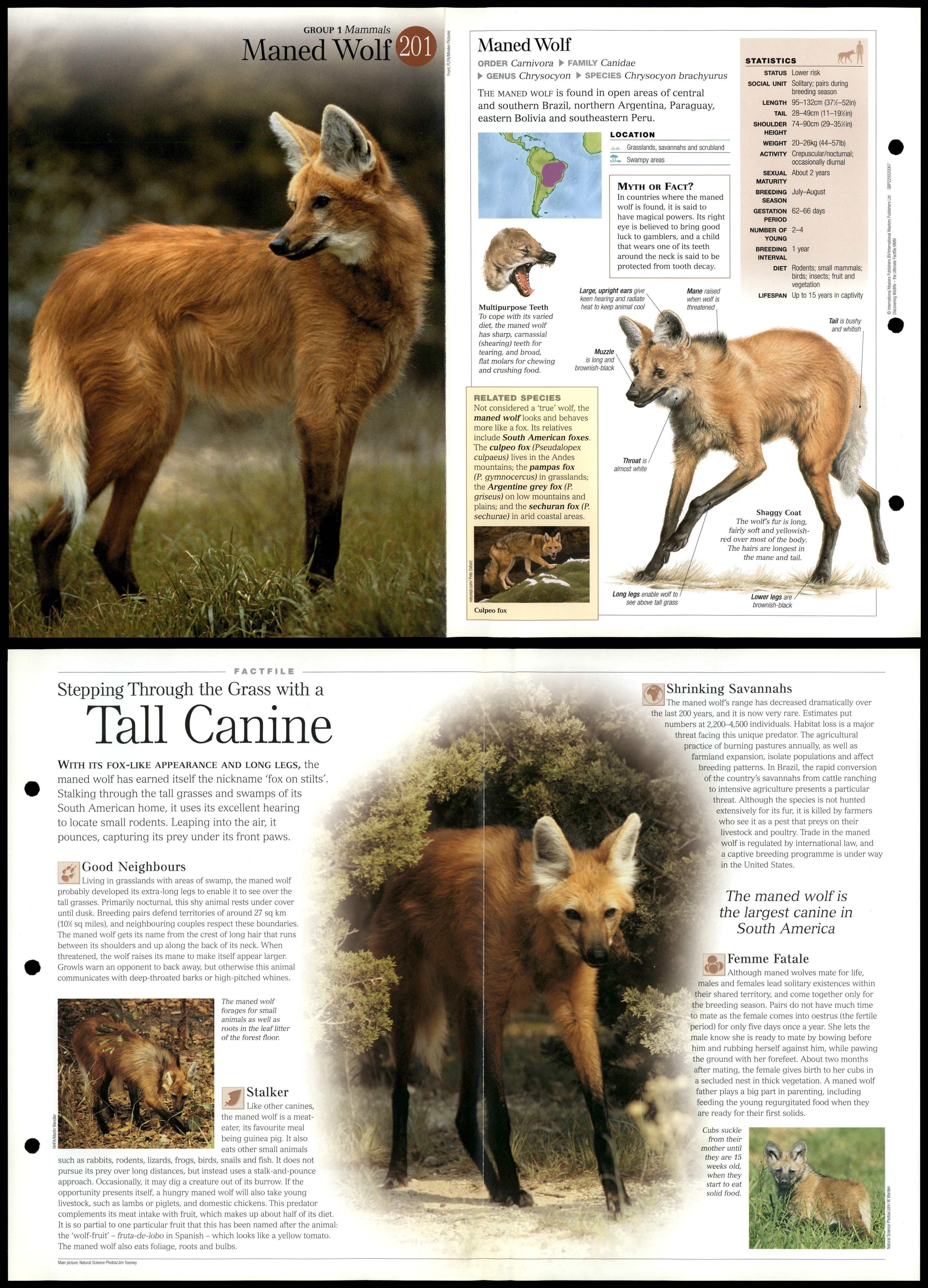 Maned Wolf #201 Mammals - Discovering Wildlife Fact File Fold-Out Card