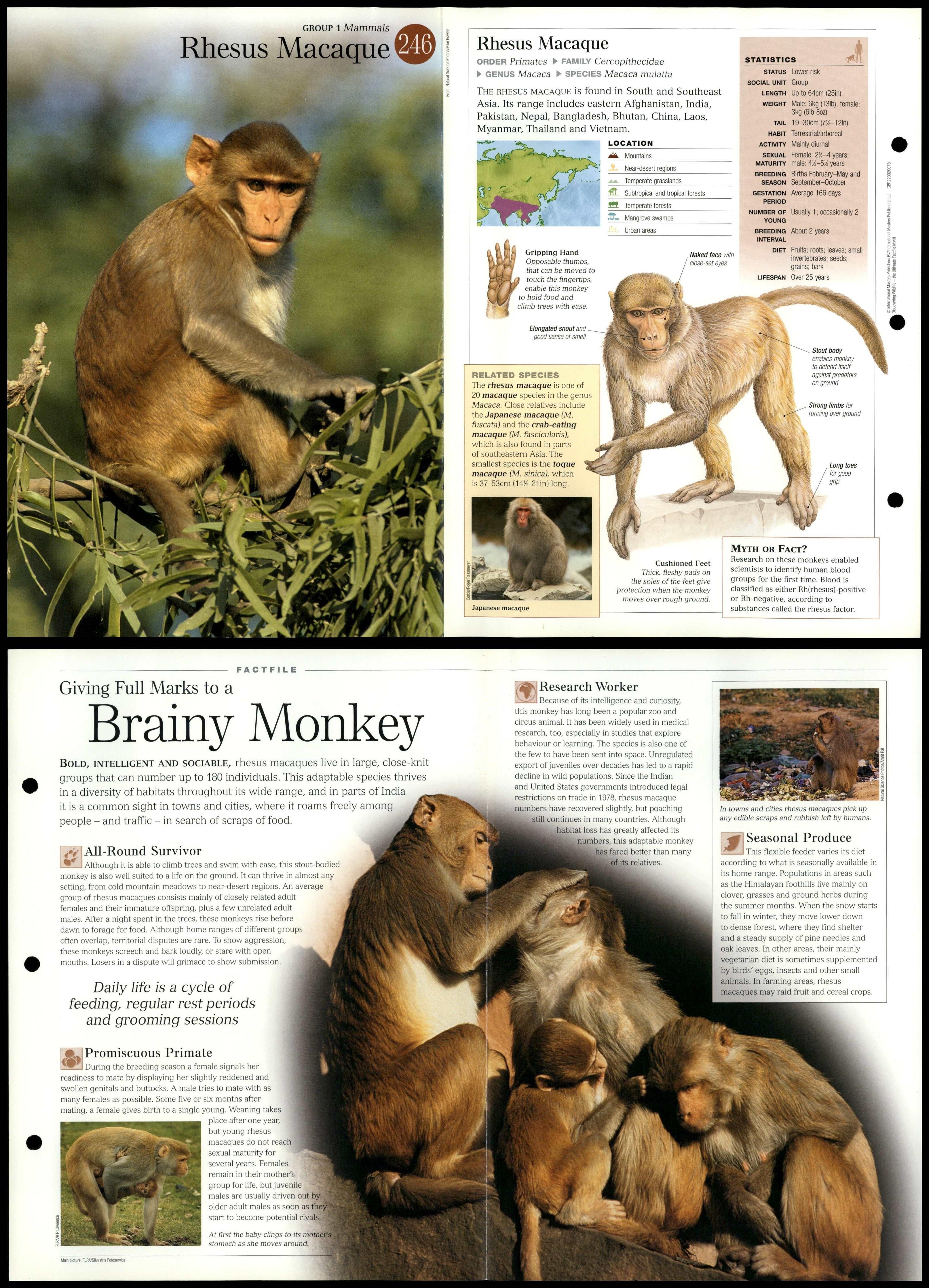Rhesus Macaque #246 Mammals - Discovering Wildlife Fact File Fold-Out Card