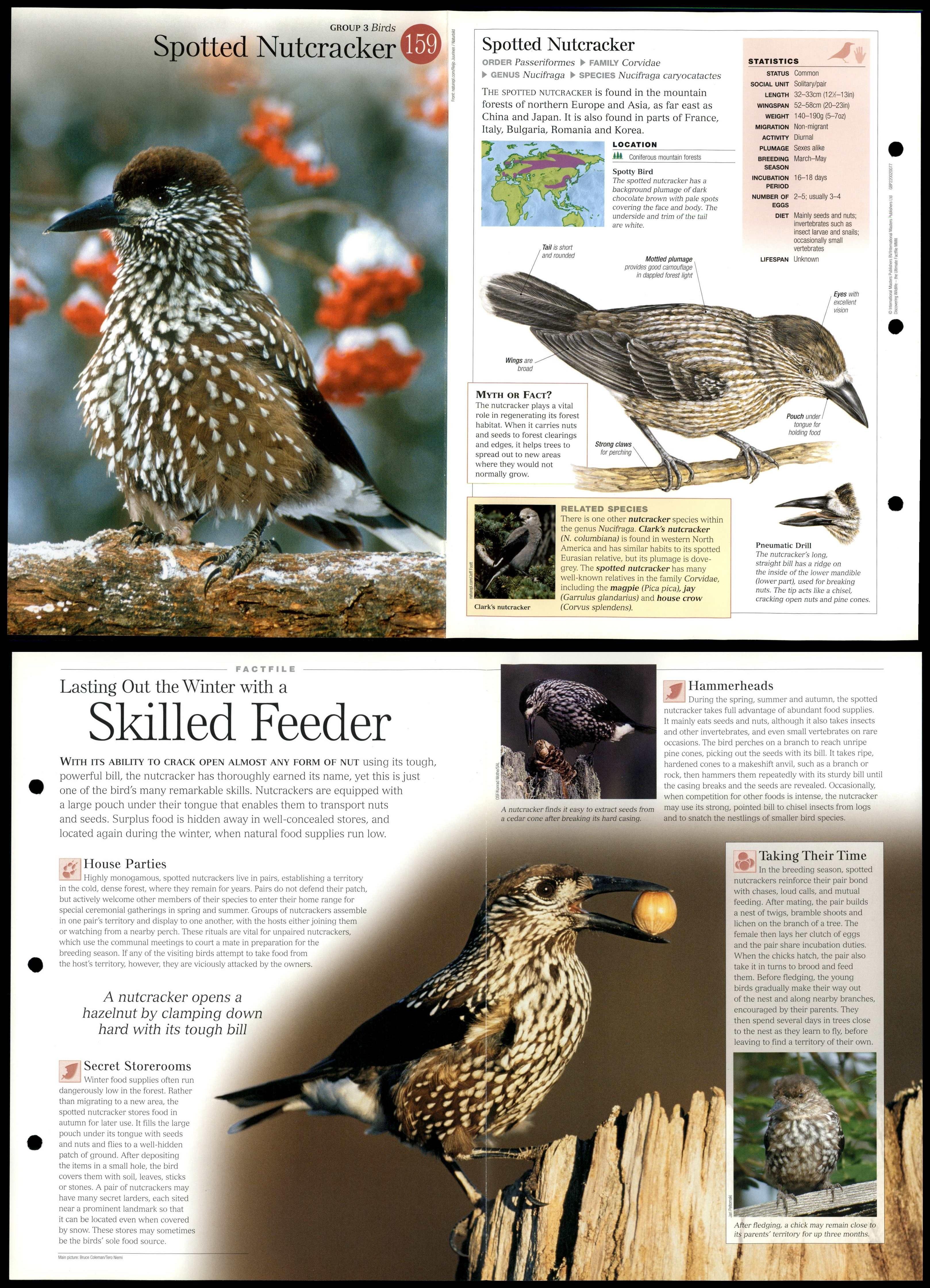 Bird Nutcracker Facts at Walter Graves blog