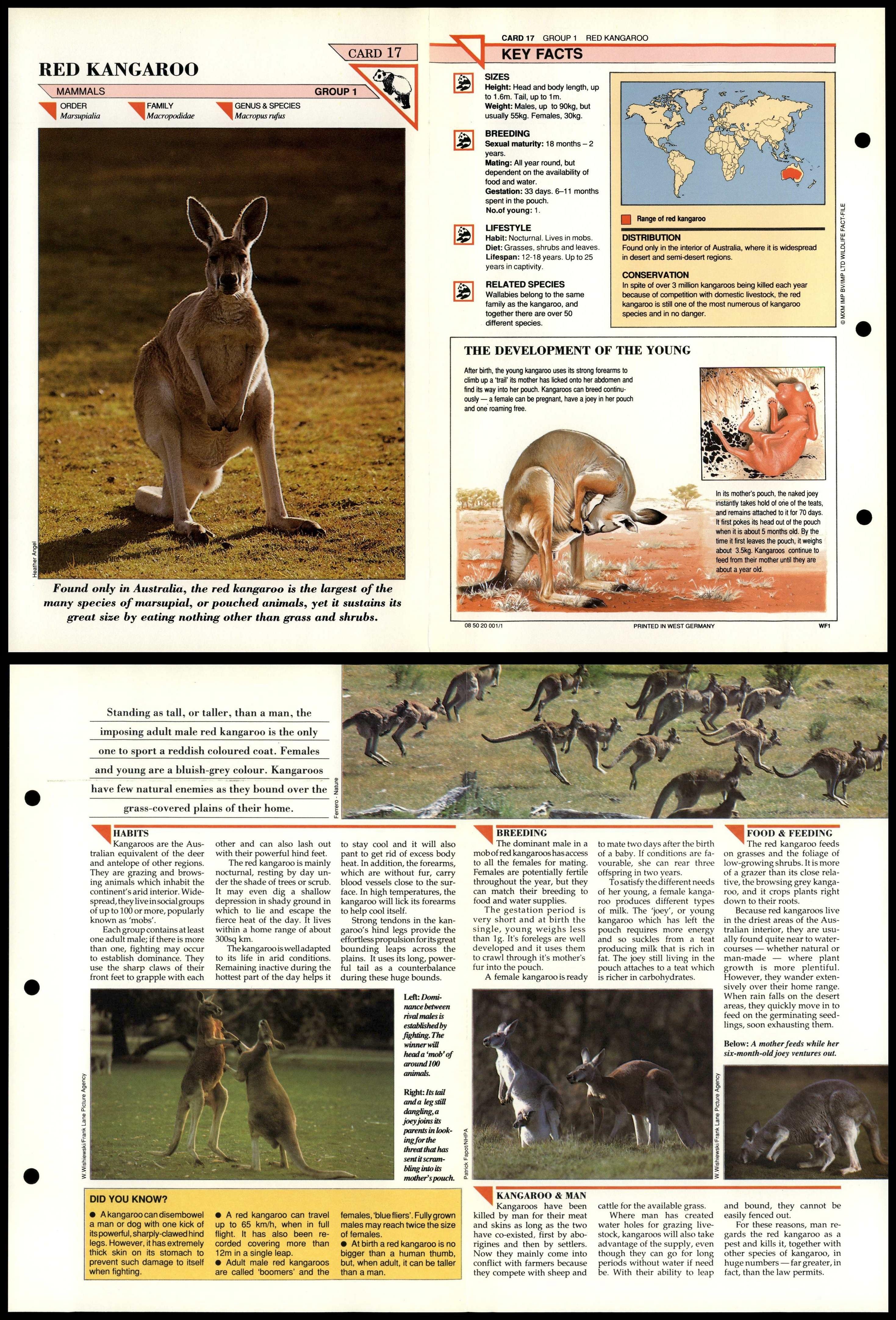Red Kangaroo #17 Mammals Wildlife Fact File Fold-Out Card