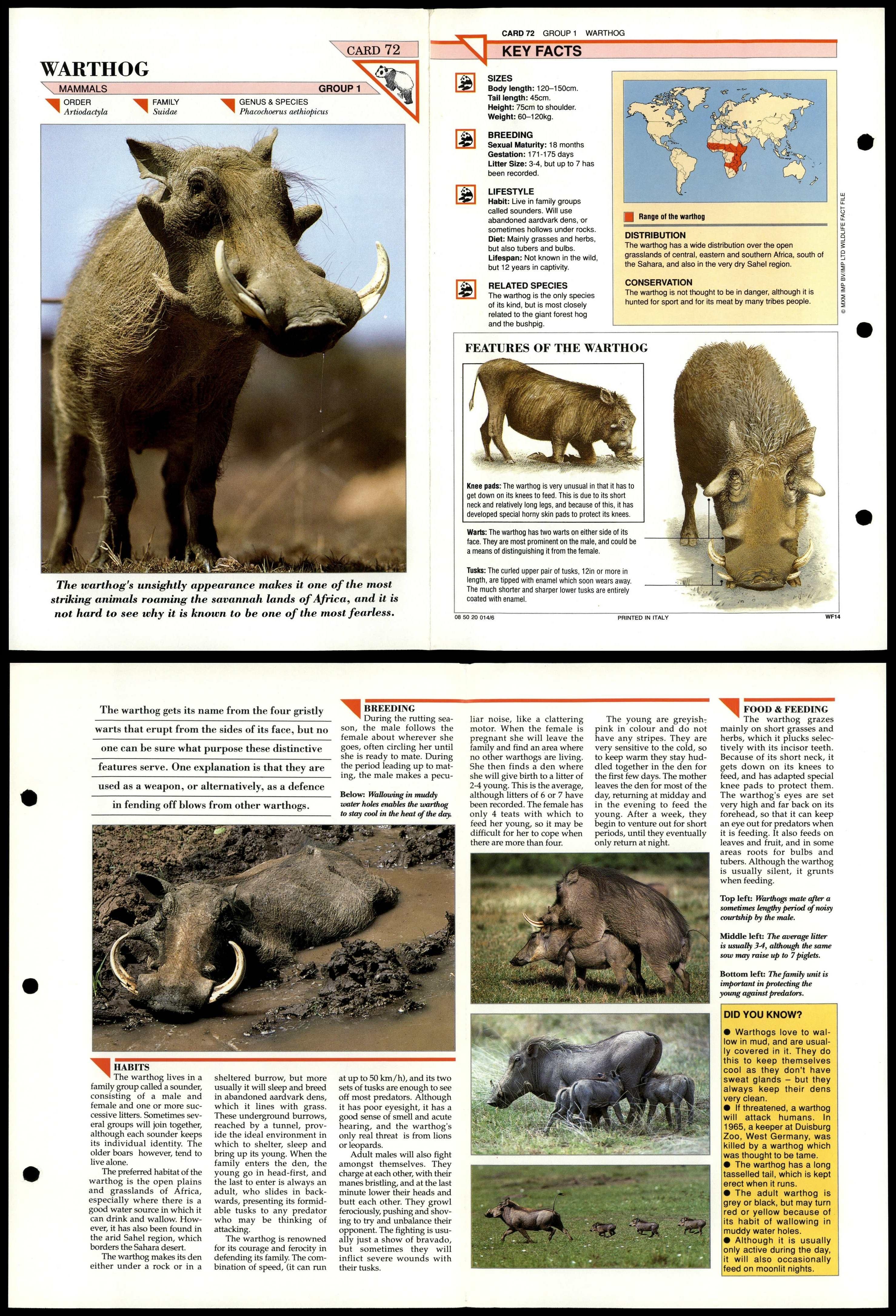 Warthog #72 Mammals Wildlife Fact File Fold-Out Card