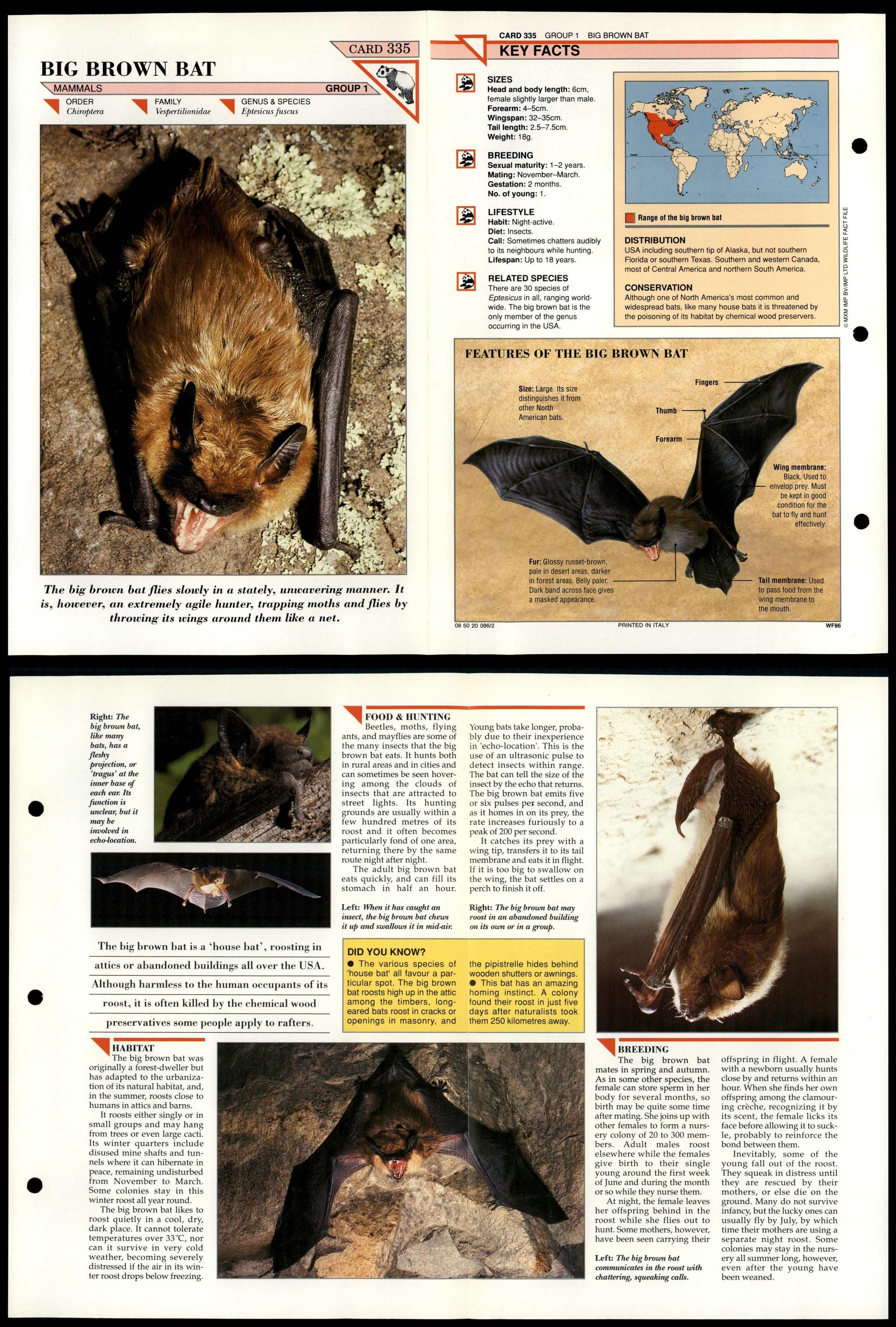 Bats Are Useful Mammals Fact Or Opinion at Erin Wright blog