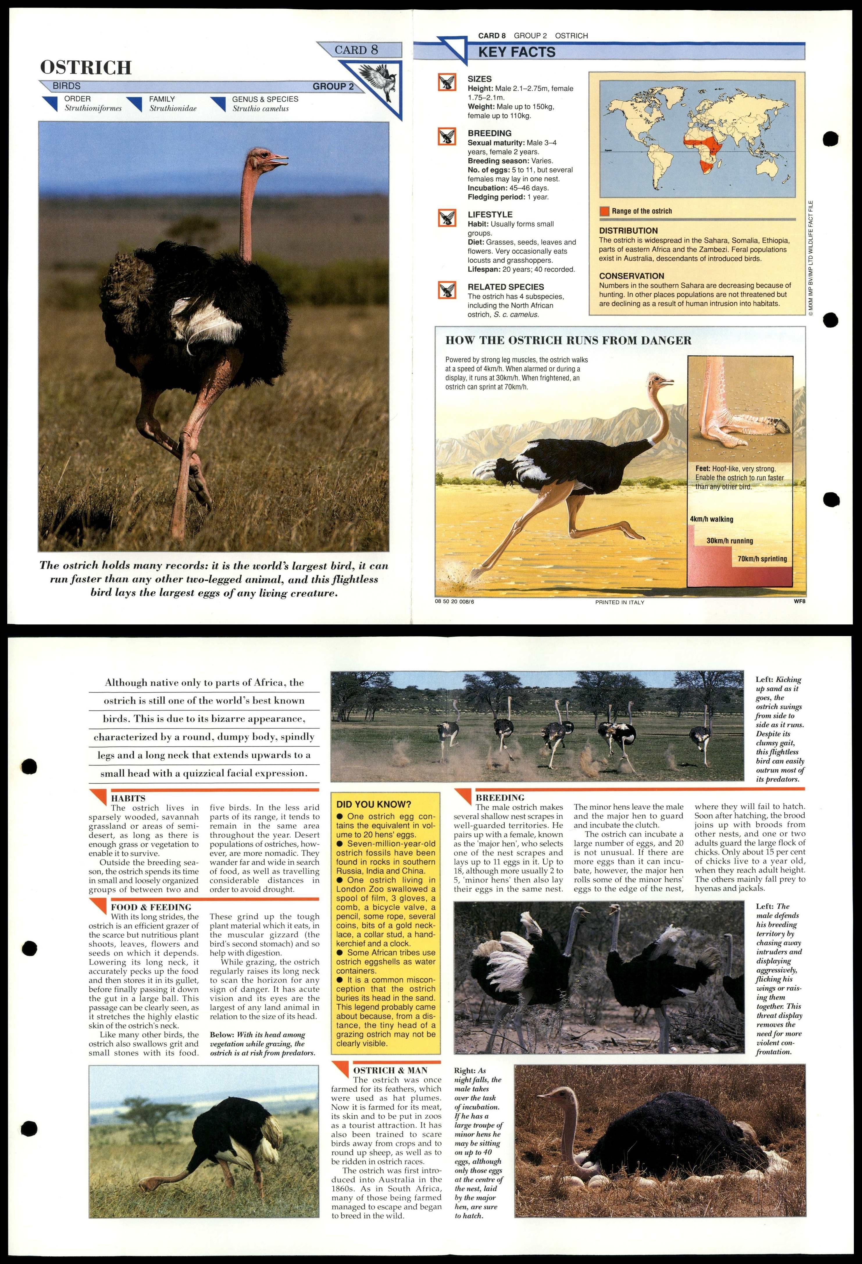 Ostrich #8 Birds Wildlife Fact File Fold-Out Card