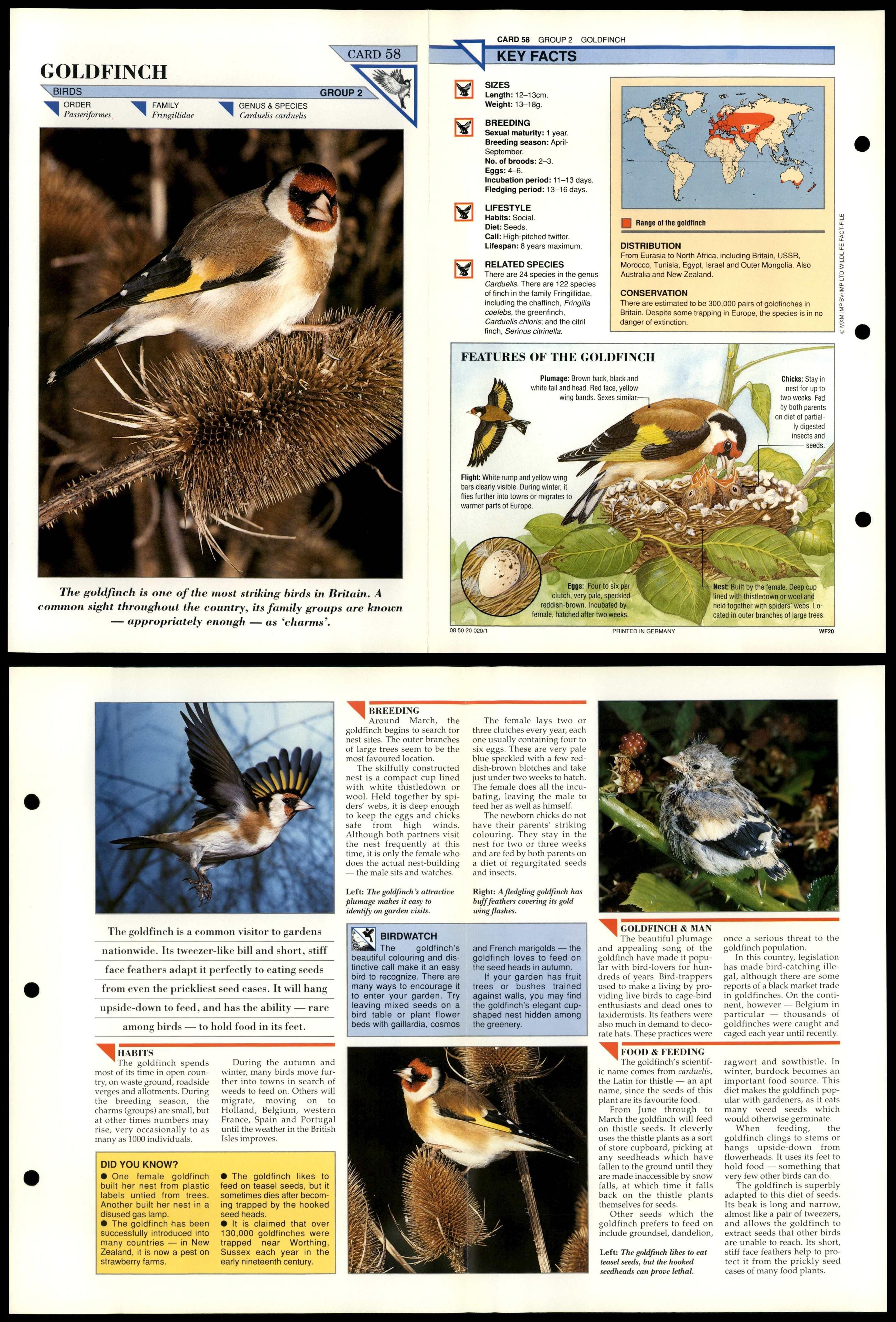 Goldfinch #58 Birds Wildlife Fact File Fold-Out Card