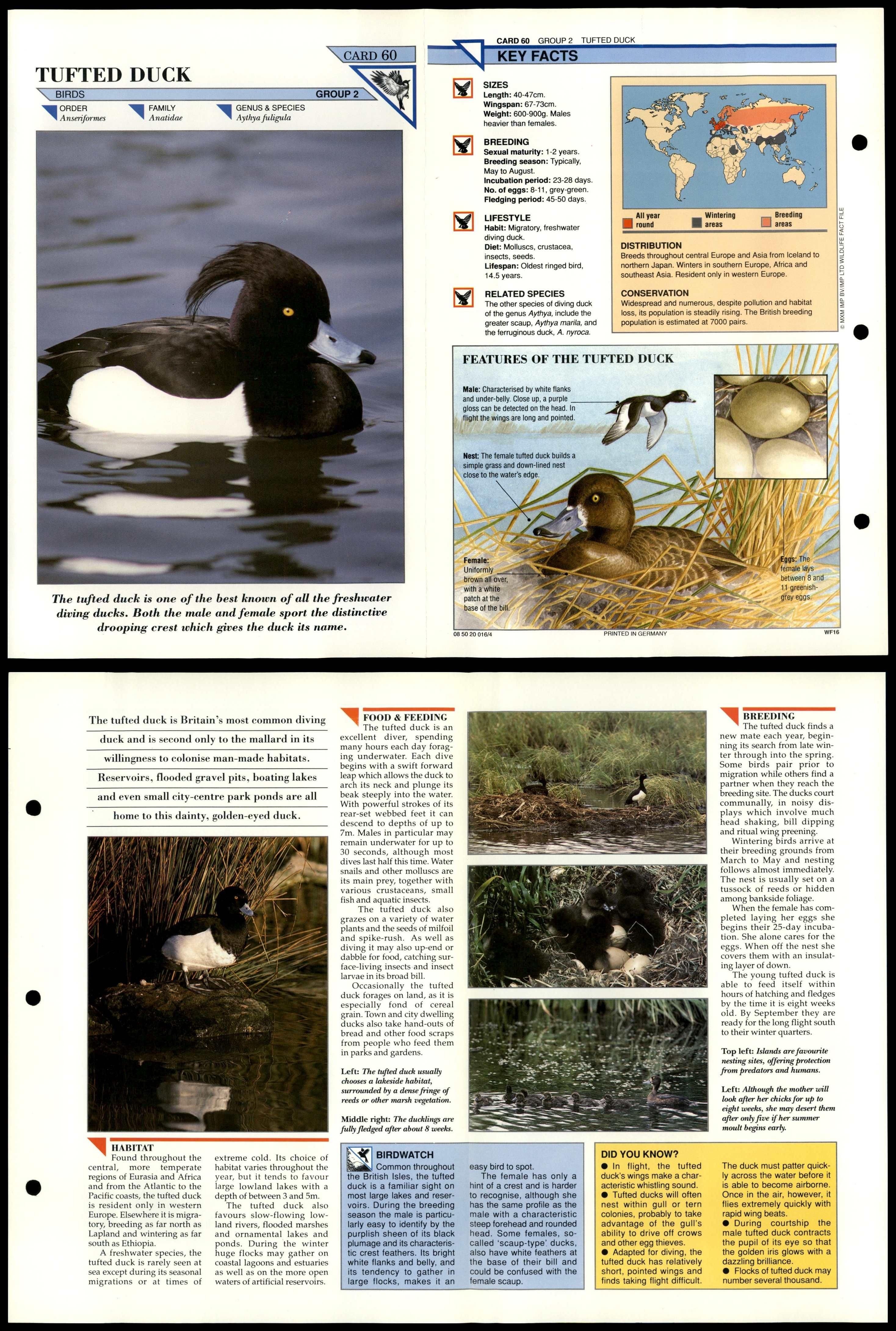 TUFTED DUCK #60 Birds Wildlife Fact File Fold-Out Card £1.99 - PicClick UK