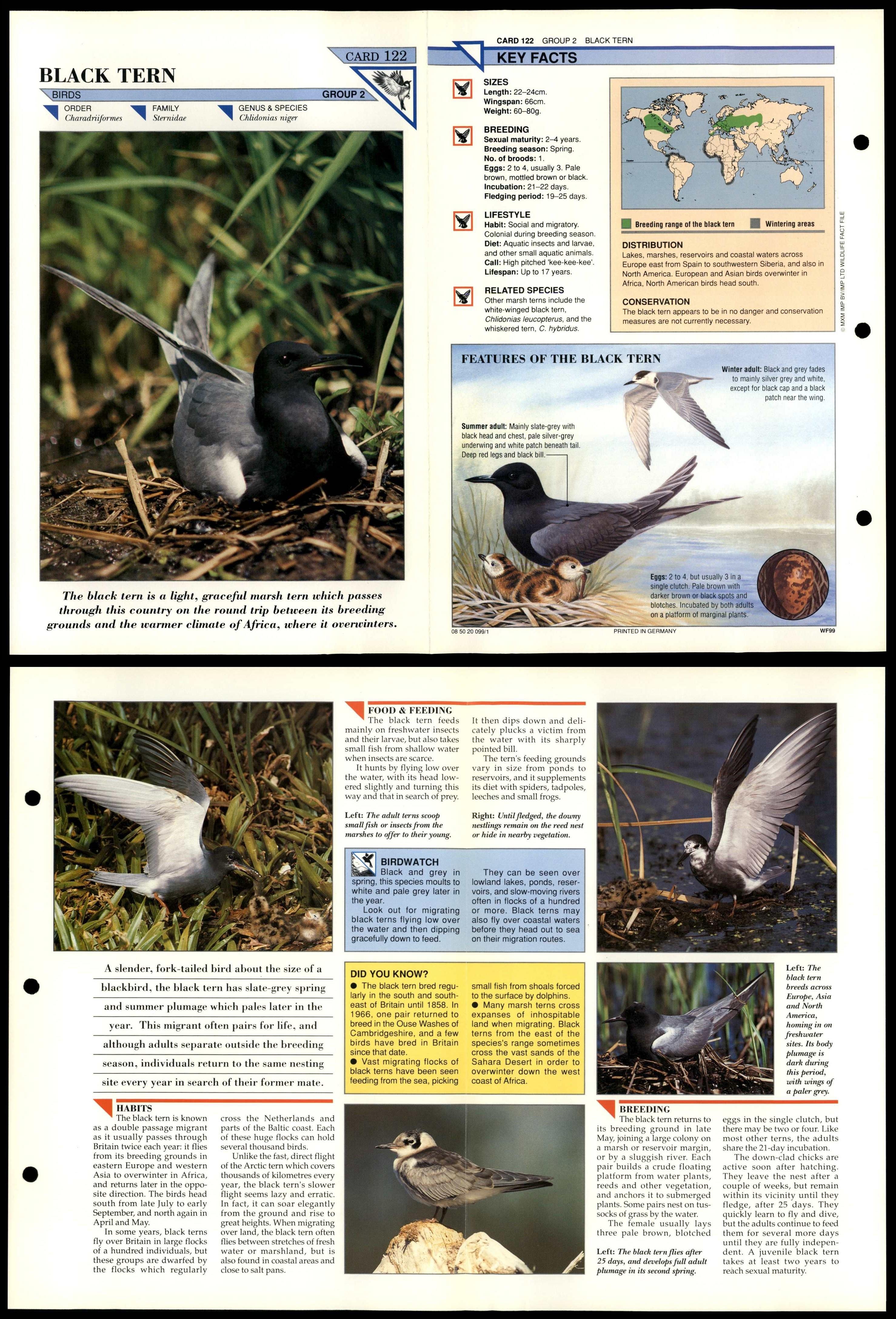 Black Tern #122 Birds Wildlife Fact File Fold-Out Card