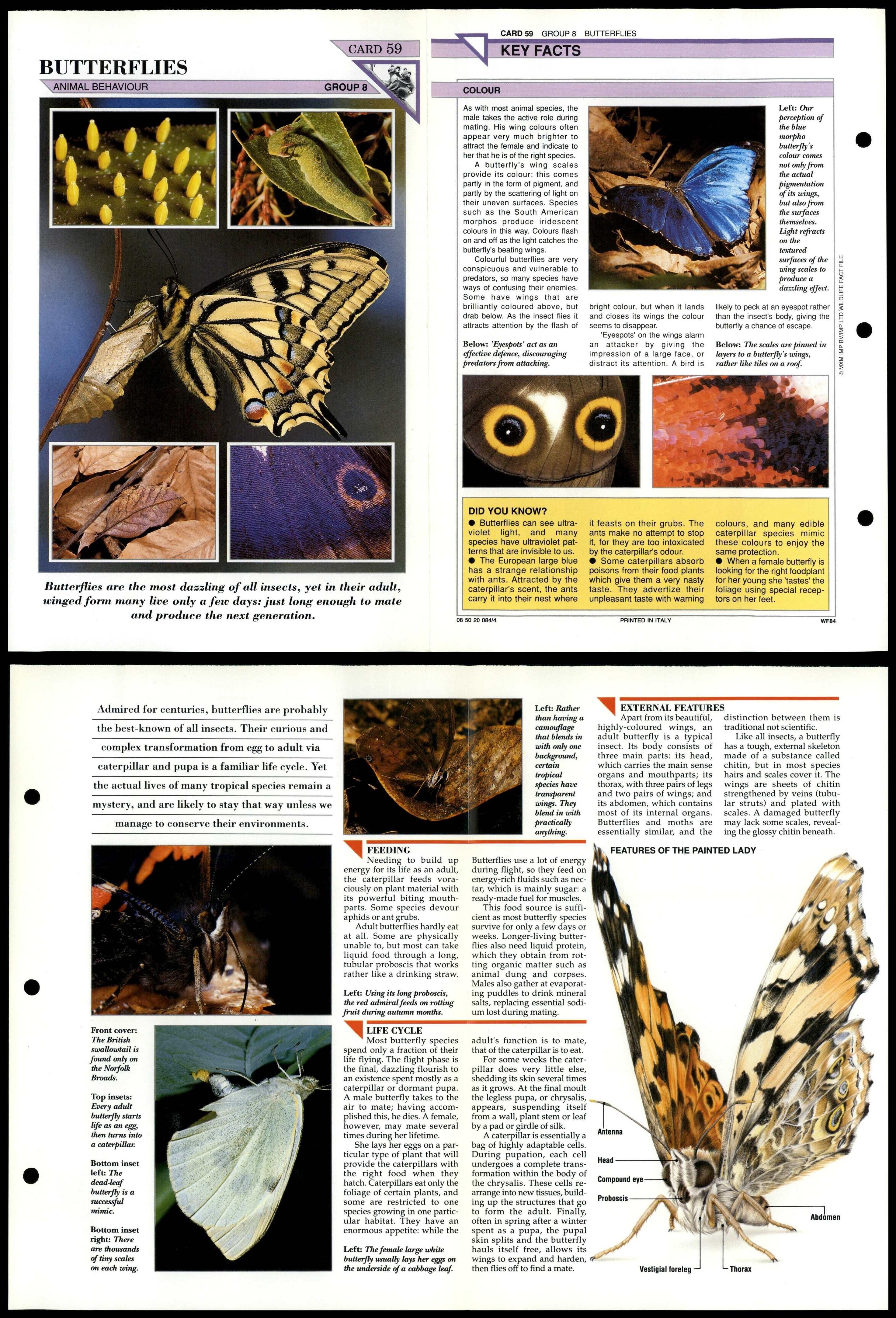 Butterflies #59 Behaviour Wildlife Fact File Fold-Out Card