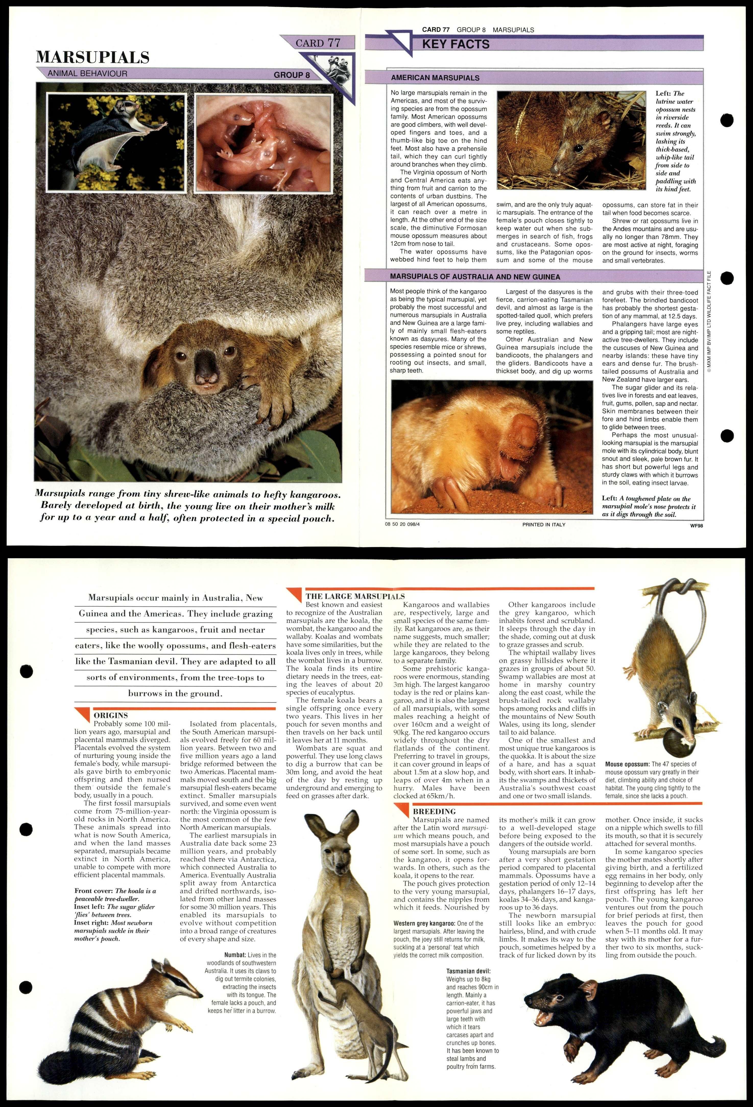 Quick facts about marsupials – marsupial species – PBFF