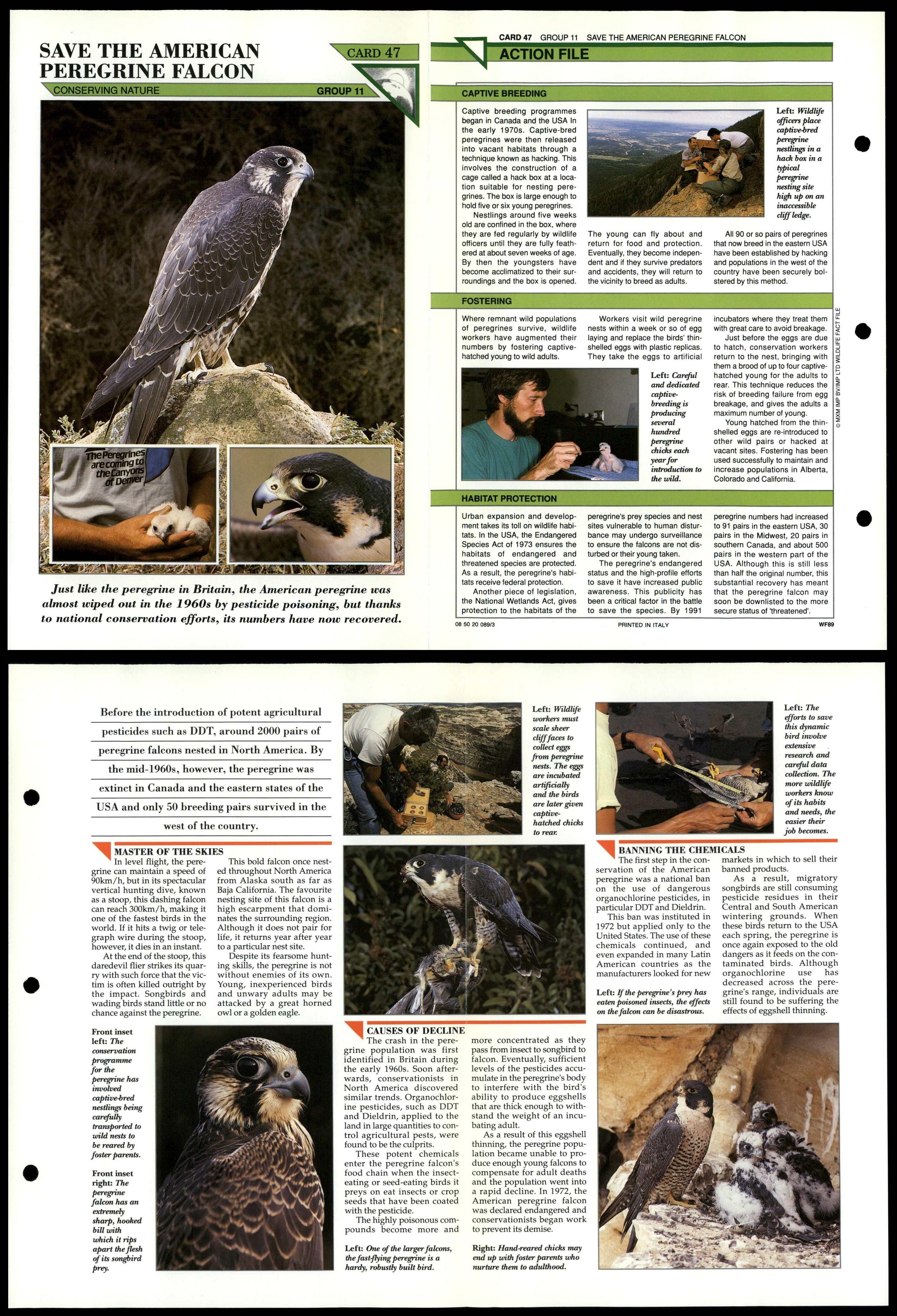 Save American Peregrine Falcon #47 Conservation Wildlife Fact File Fold ...