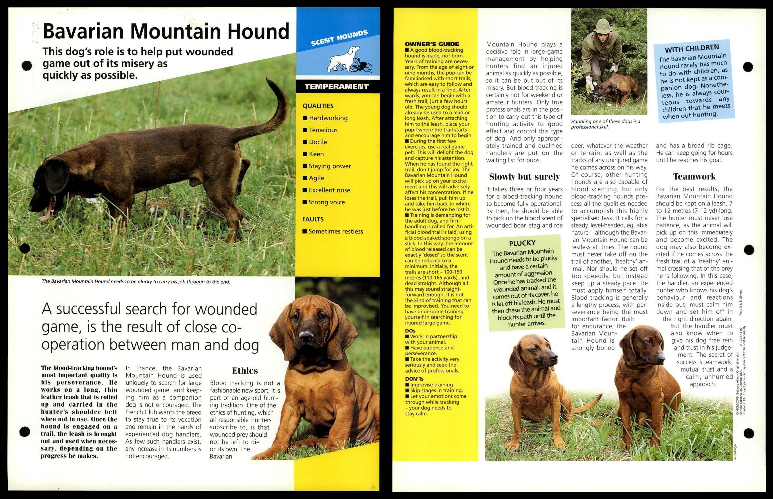 Bavarian Mountain Hound Dog Training And Understanding Book