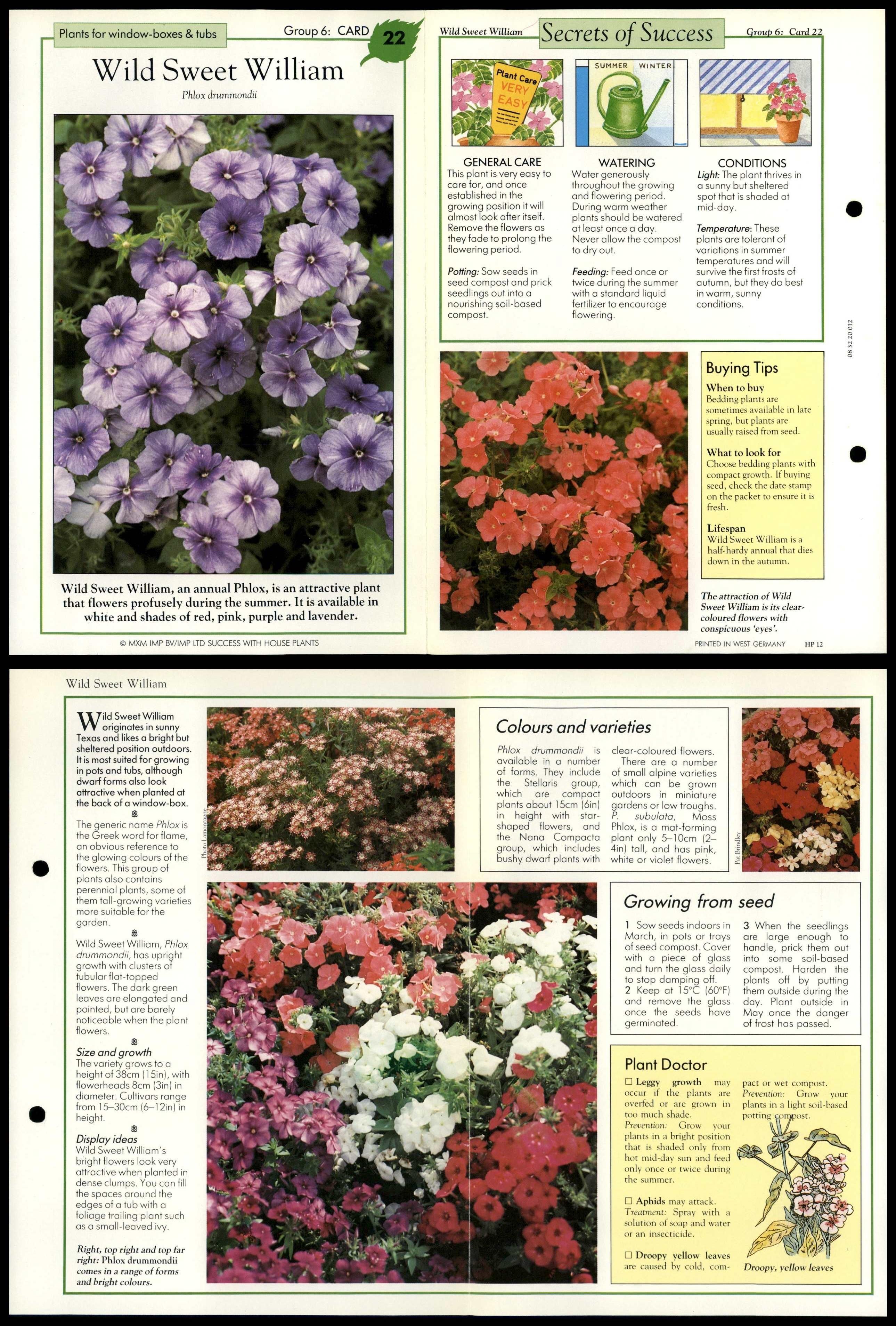 Wild Sweet William #22 Window-Boxes Success With House Plants 1990 Fold ...