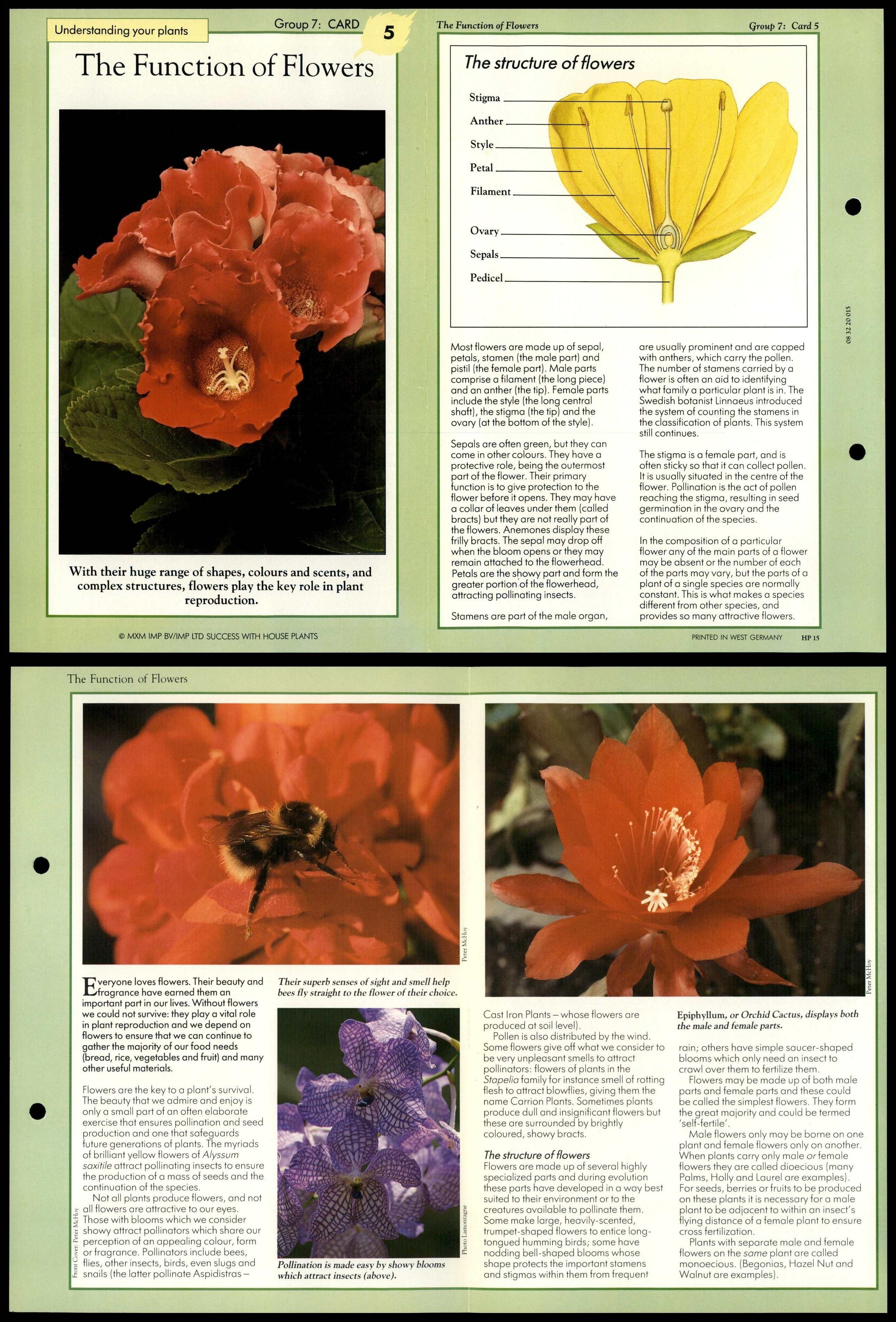 Function Of Flower In Plants | Best Flower Site