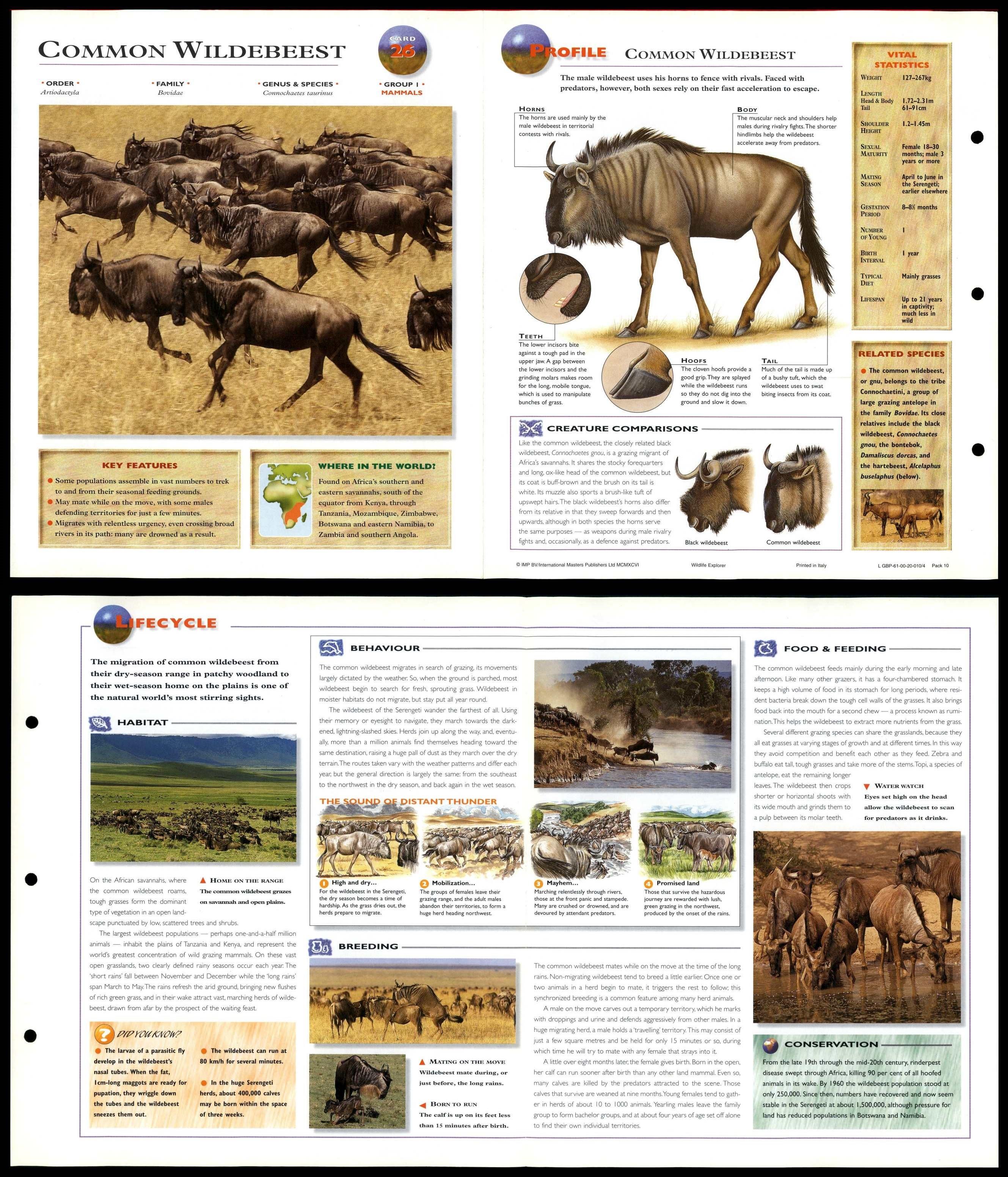 Common Wildebeest #26 Mammals - Wildlife Explorer Fold-Out Card