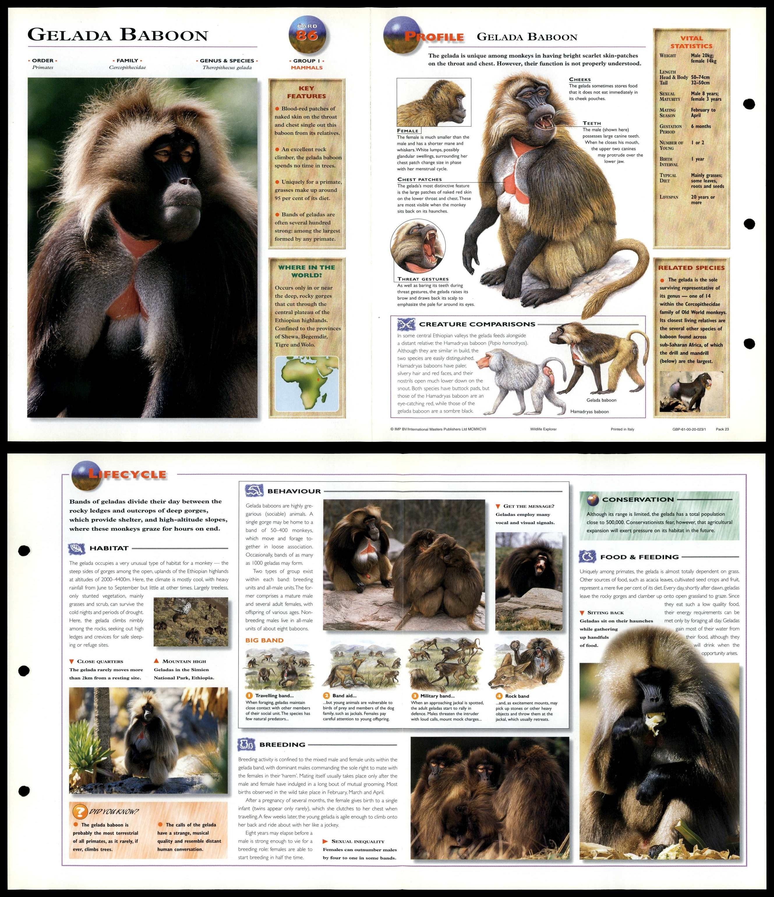 Gelada Baboon #86 Mammals - Wildlife Explorer Fold-Out Card