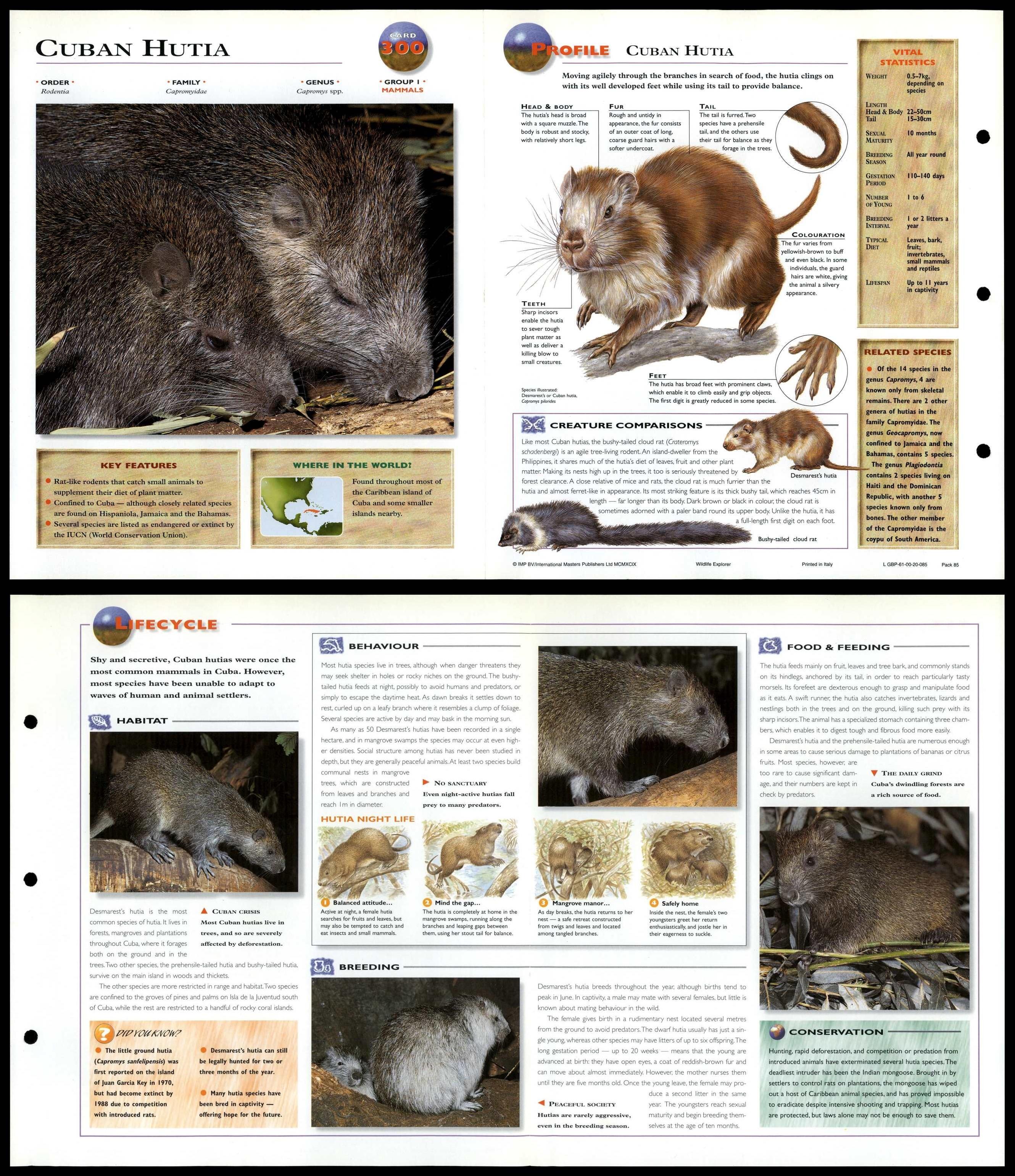 Cuban Hutia #300 Mammals - Wildlife Explorer Fold-Out Card