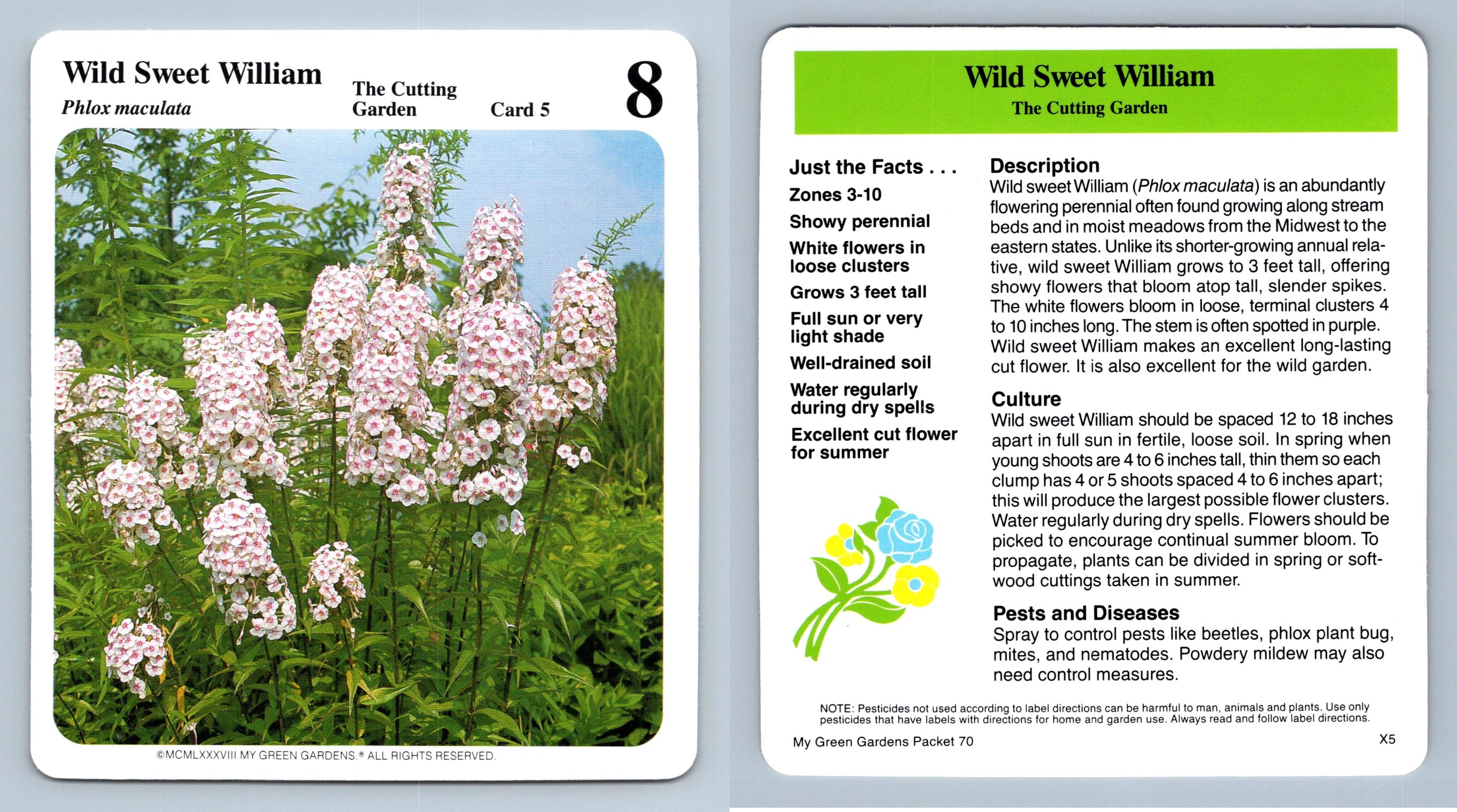 Wild Sweet William #5 Cutting - My Green Gardens 1987 Cardmark Card
