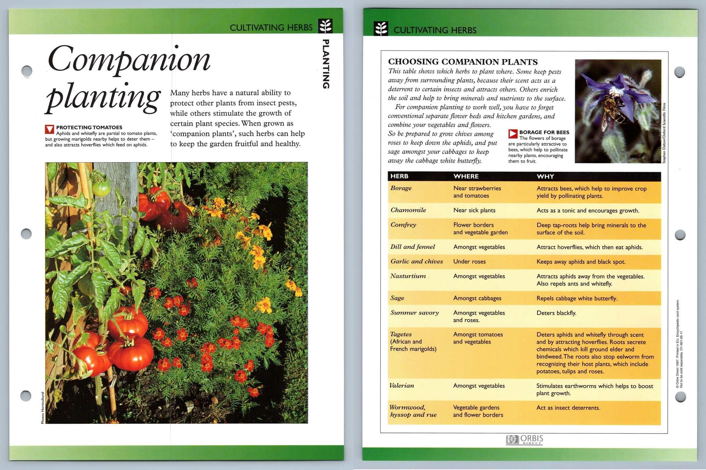 Companion Planting - Cultivating - Secret World Of Herbs Fact File Card