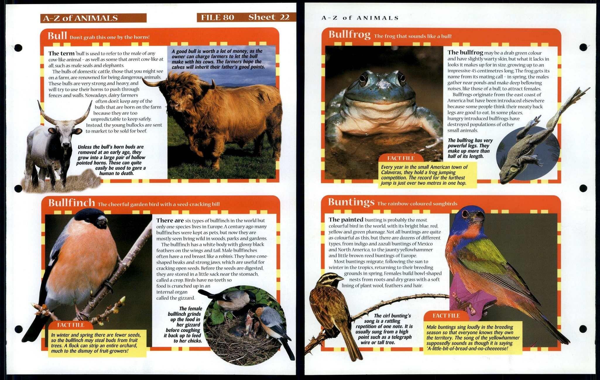 Bull - Buntings #22 A-Z Animals, Animals, Animals Fact File Page