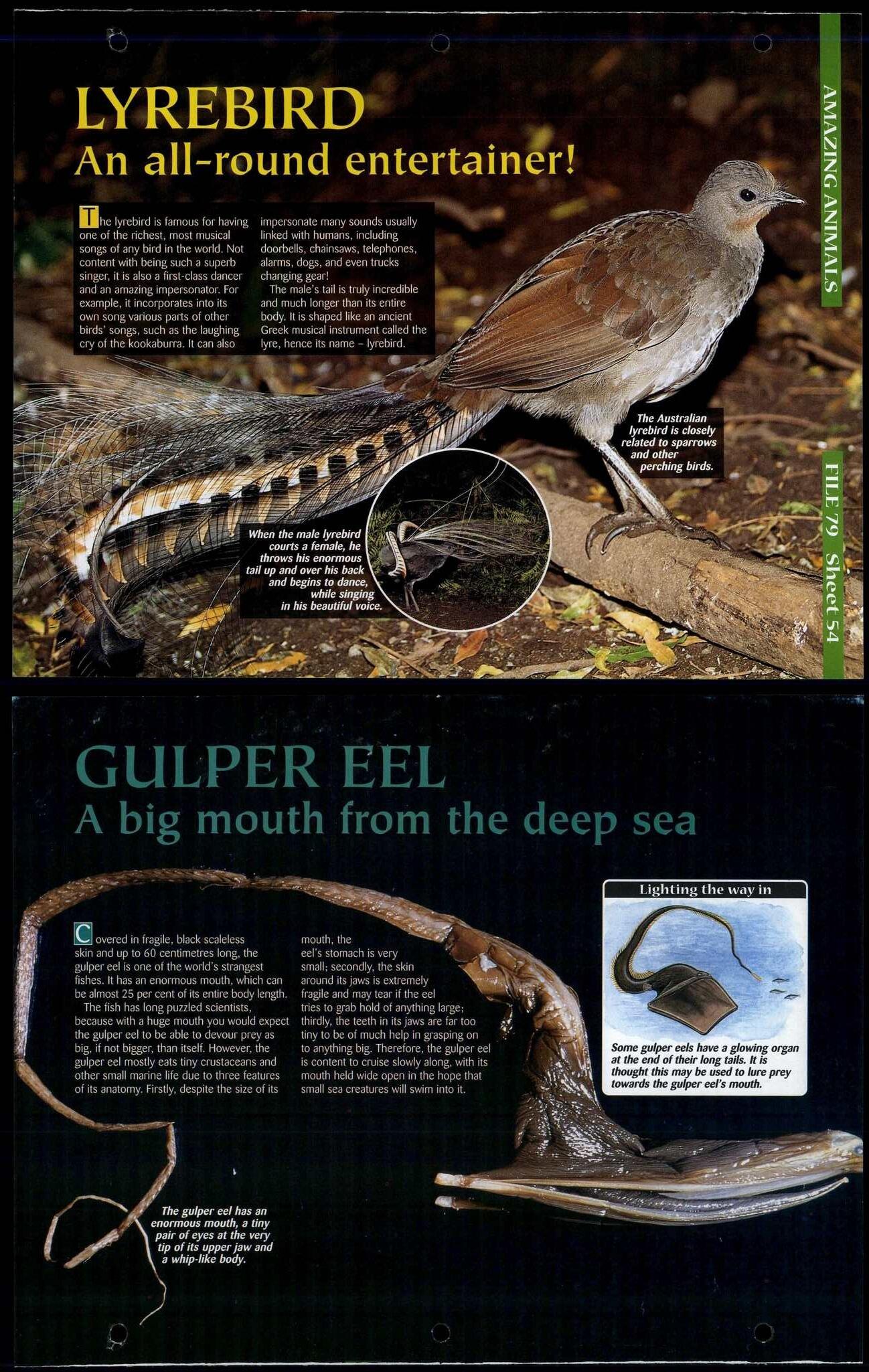 Lyrebird / Gulper Eel #54 Amazing Animals, Animals, Animals Fact File Page