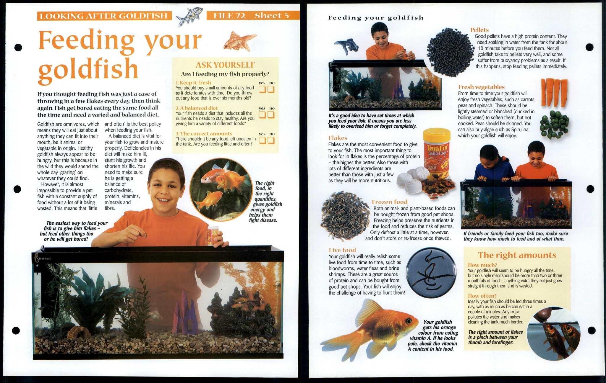 Feeding Your Goldfish #5 Looking After Animals, Animals, Animals Fact ...