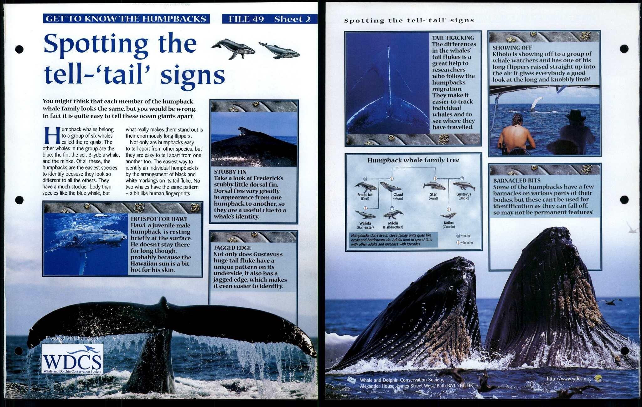 Spottong Tell "Tail" Signs #2 Get To Know Animals, Animals, Animals ...