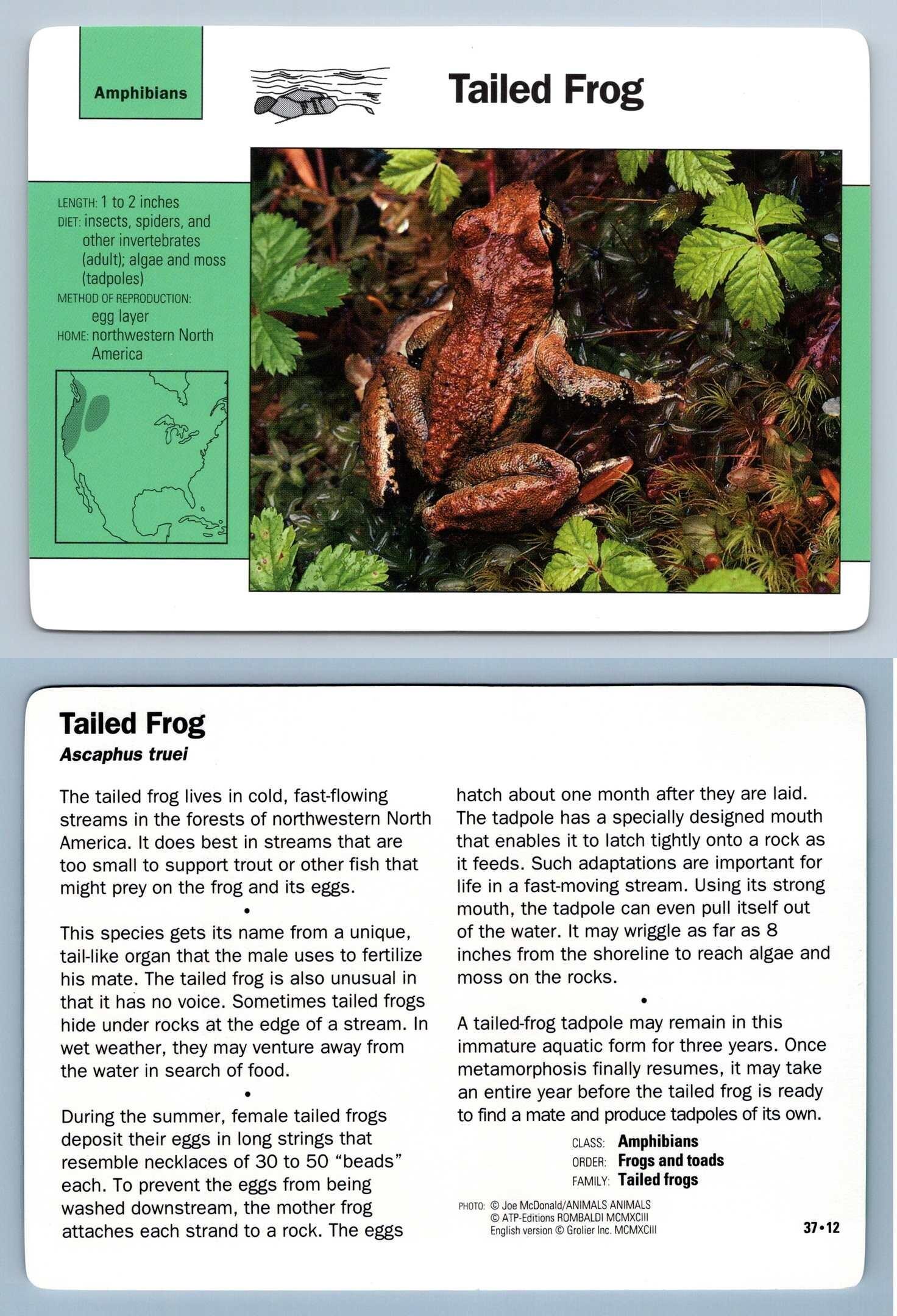 Tailed Frog #37.12 - Amphibians - Grolier Wildlife Adventure Card