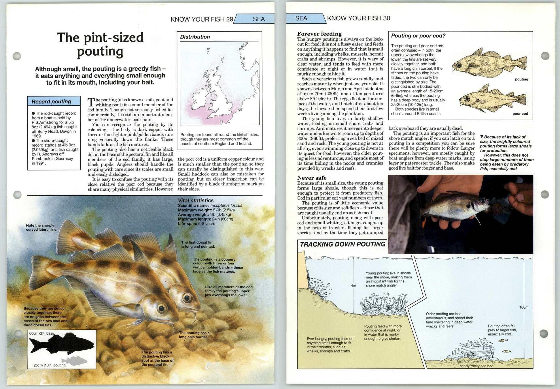 Pouting - Sea Know Your Fish - The Art Of Fishing Page